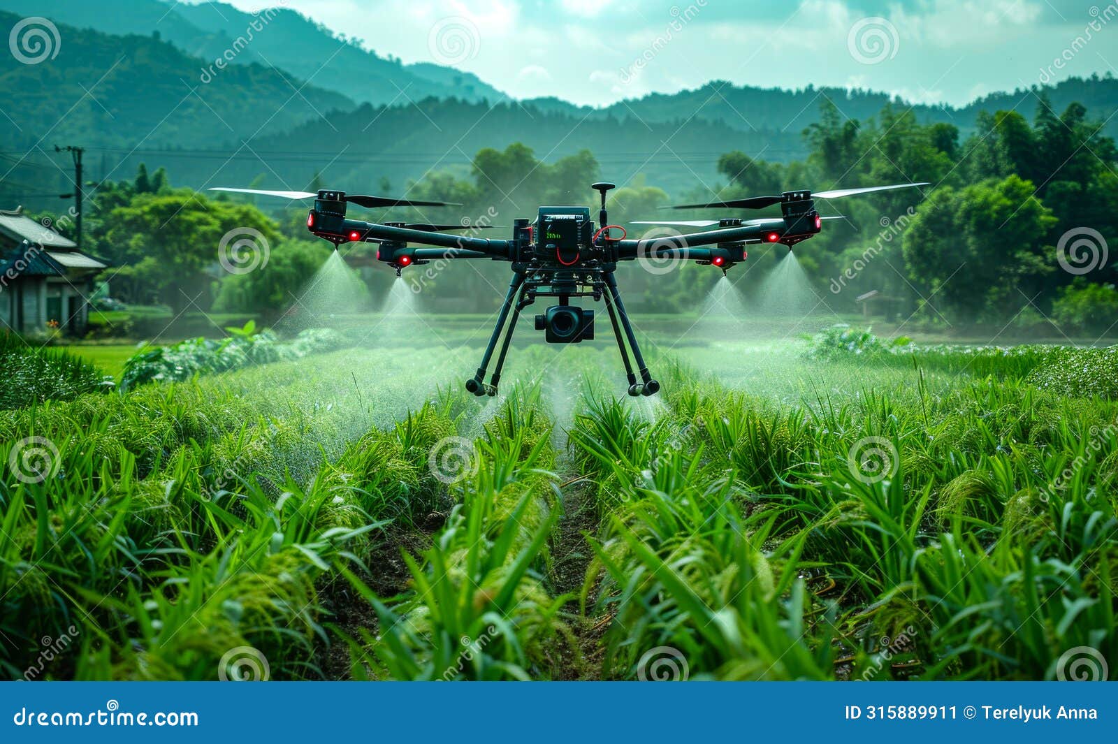 Agriculture Drone Fly To Sprayed Fertilizer on the Rice Fields. a Drone ...