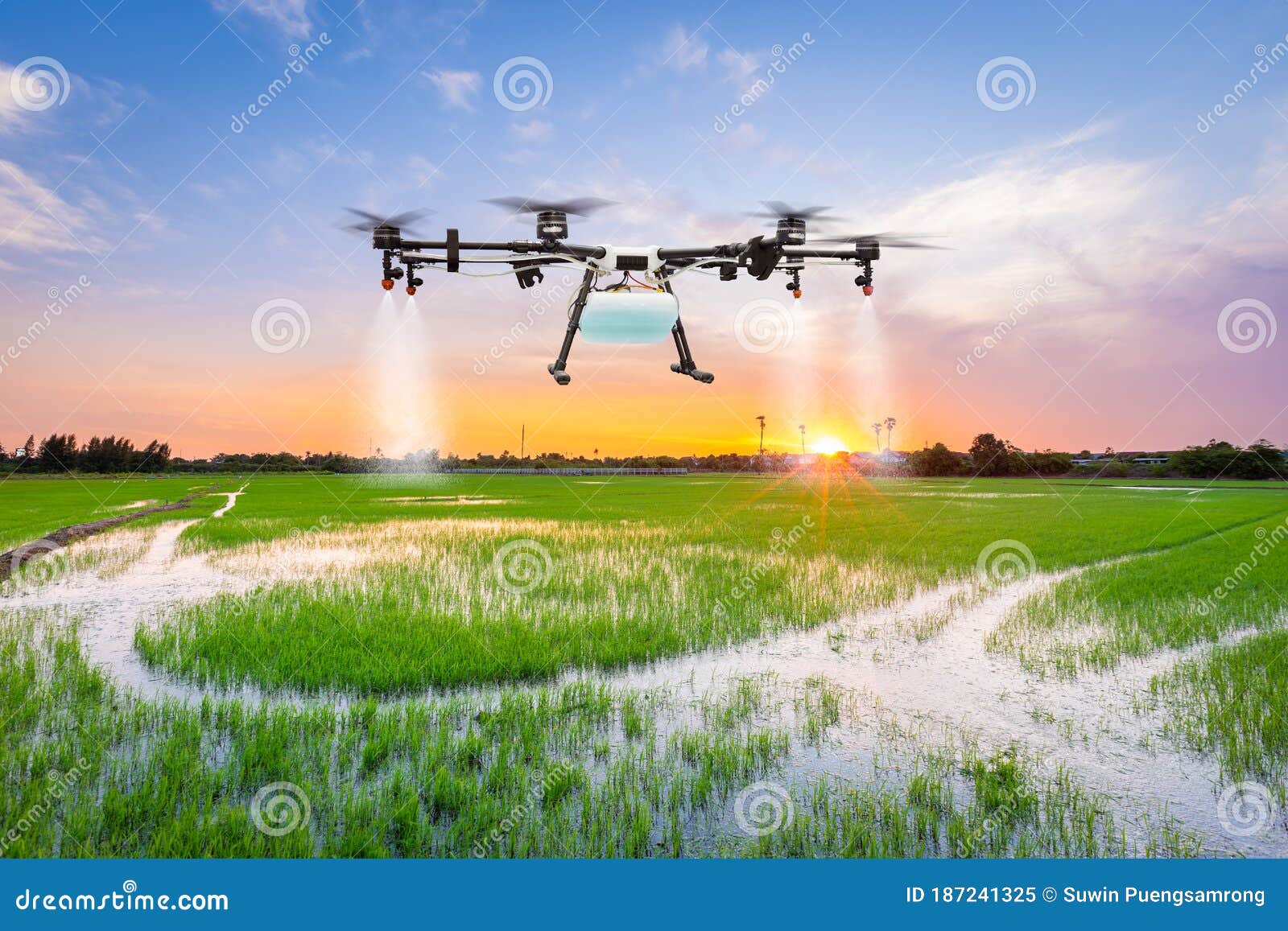 Agriculture Drone Fly To Sprayed Fertilizer on the Rice Fields at ...