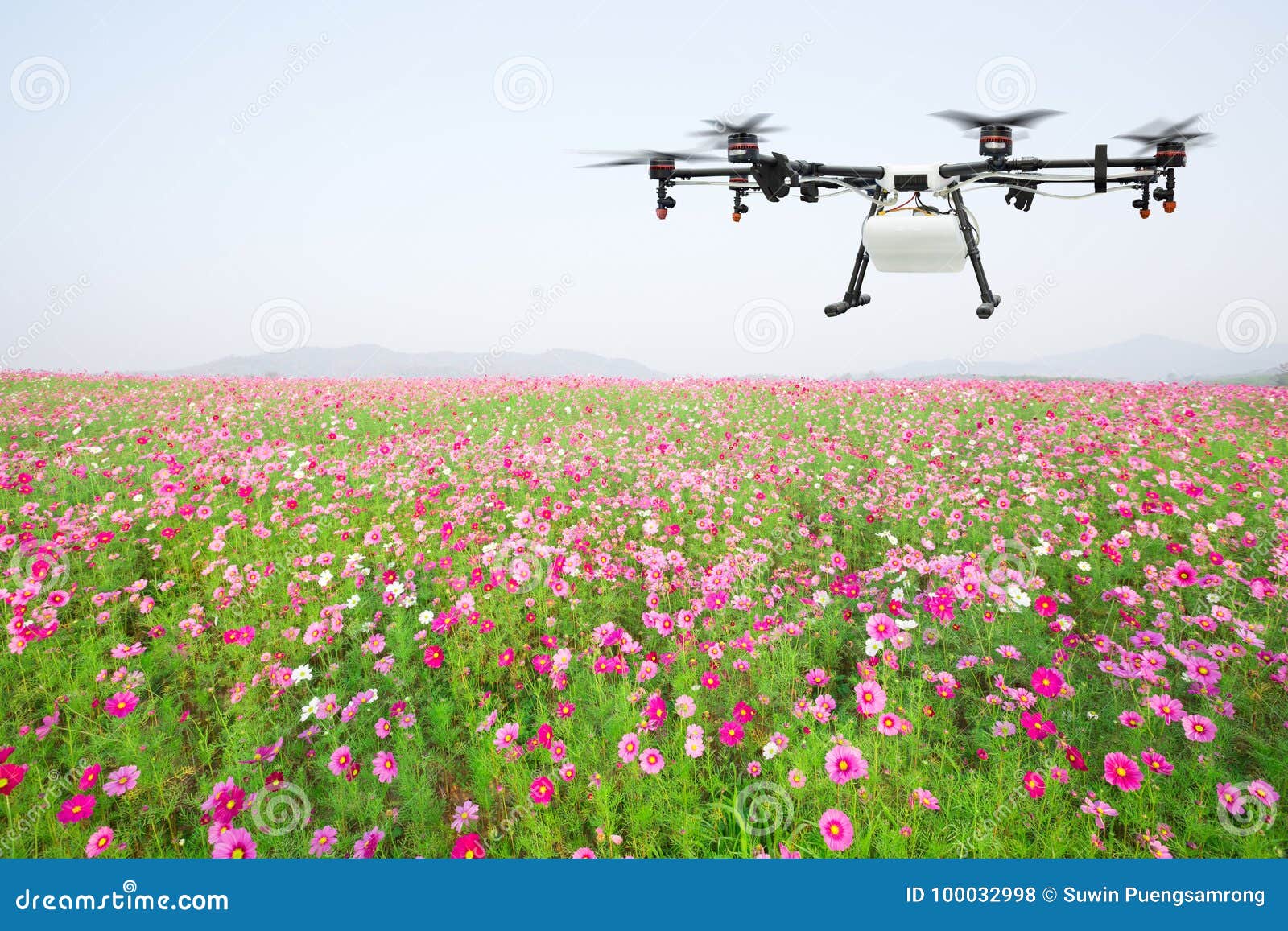 Agriculture Drone Flying on Cosmos Flowers Field Stock Photo - Image of ...