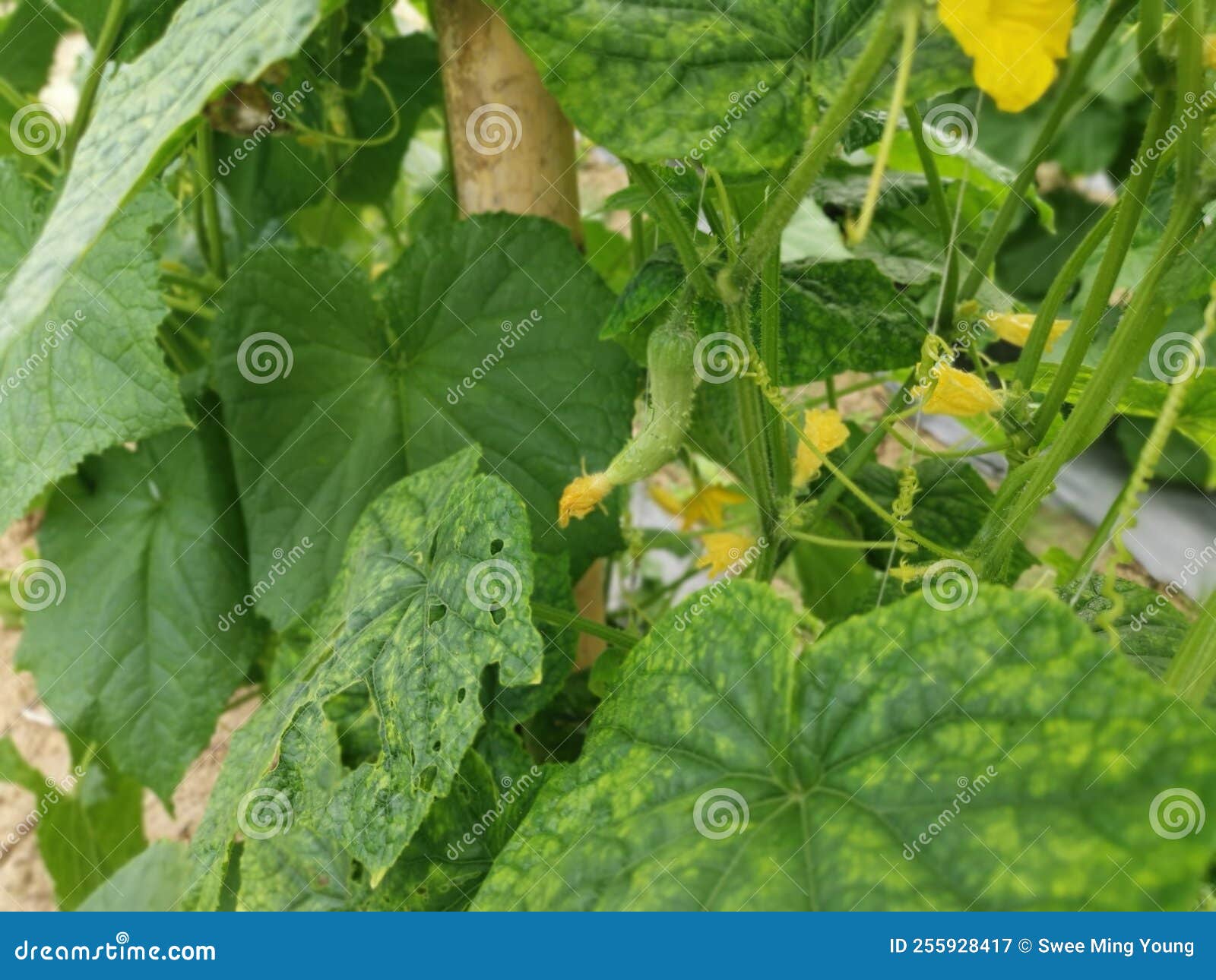 The Agriculture Farm Growing Cucumber Plant Stock Image Image Of