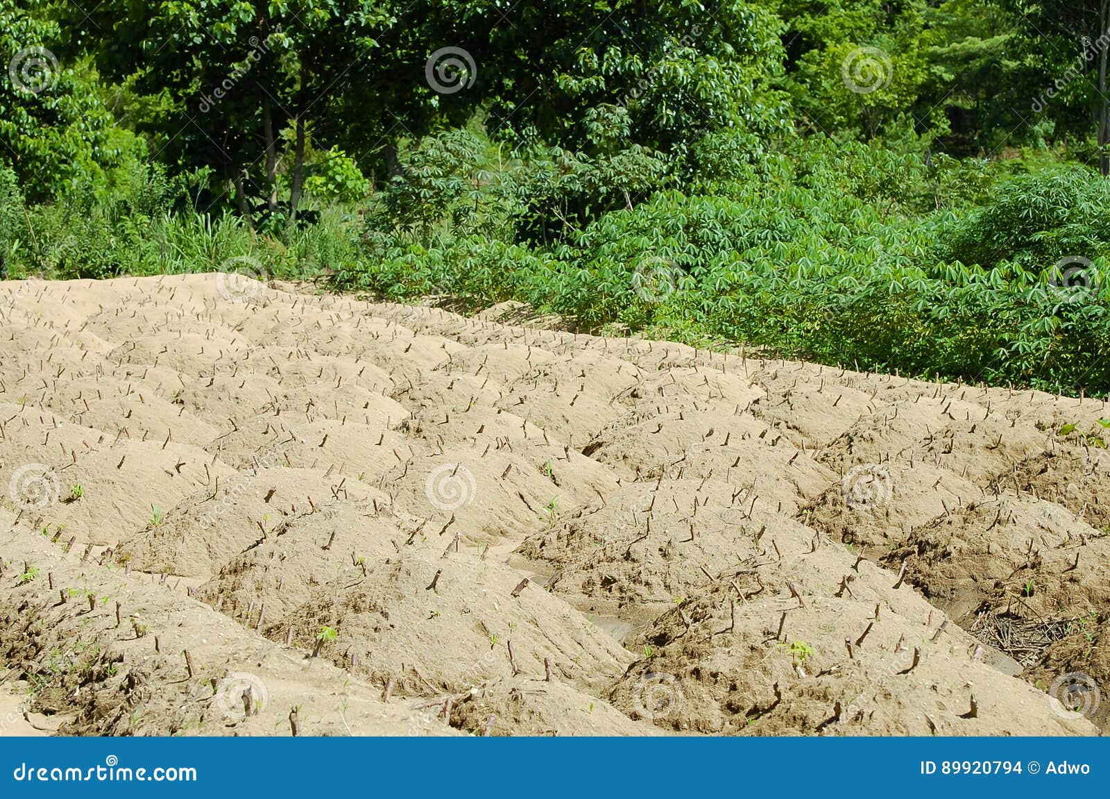 Agriculture Farm Mounds - Malawi Stock Photo - Image of nature, plant ...