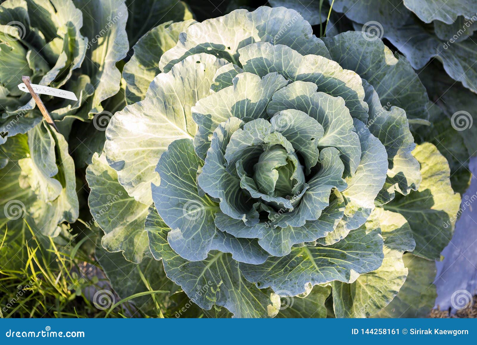 Agriculture and Farming Concept, Fresh Cabbage Stock Image - Image of ...