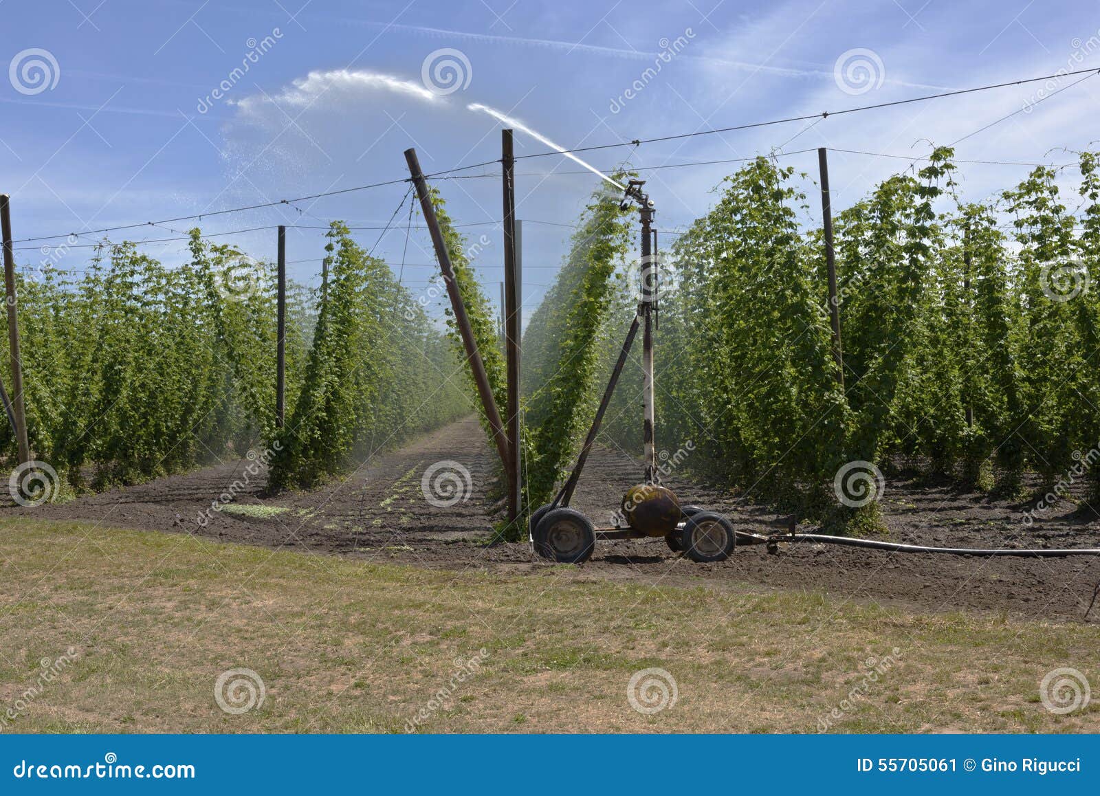 Agriculture and Farming of Hops in Oregon. Stock Image - Image of rows ...