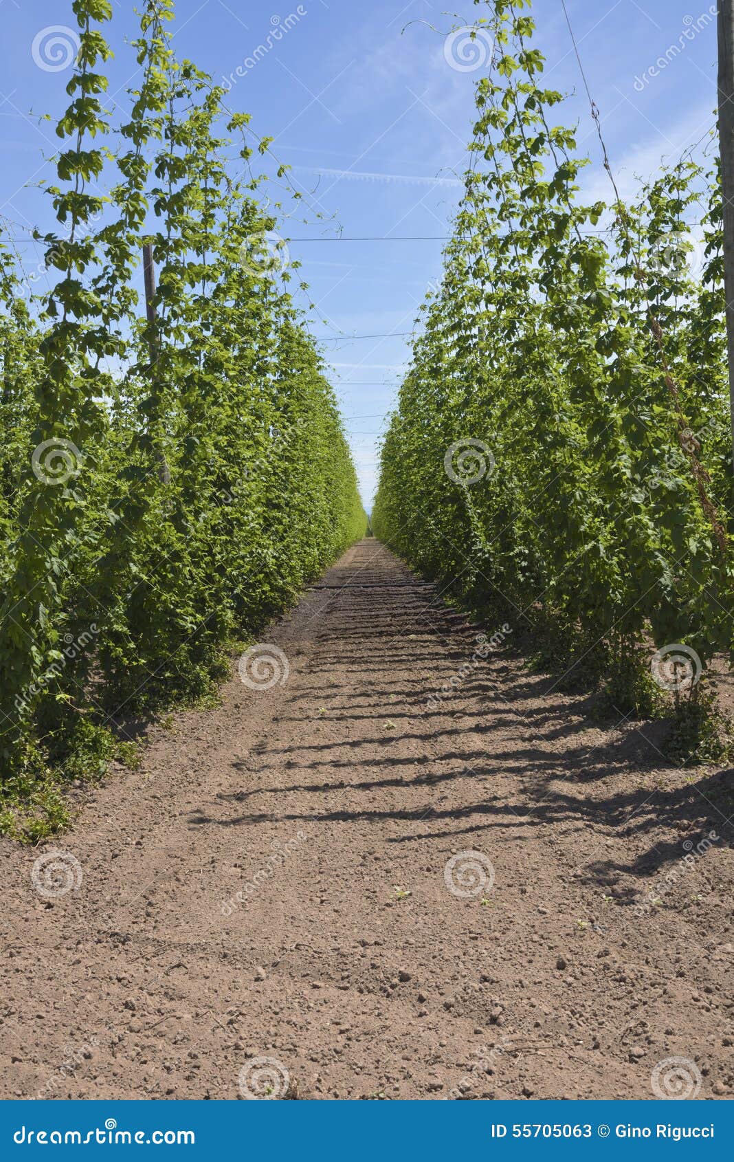 Agriculture and Farming of Hops in Oregon. Stock Image - Image of ...