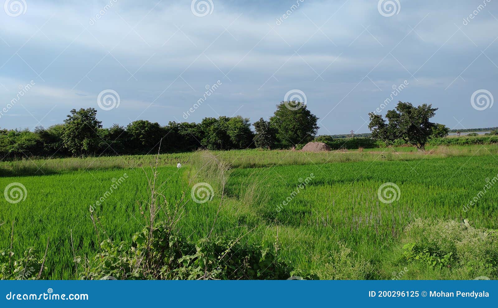 Agriculture Farming,rice,in the Village Stock Image - Image of grass ...