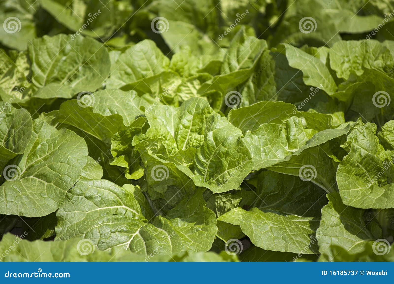 Agriculture and Farms - Leafy Veges Stock Image - Image of farming ...