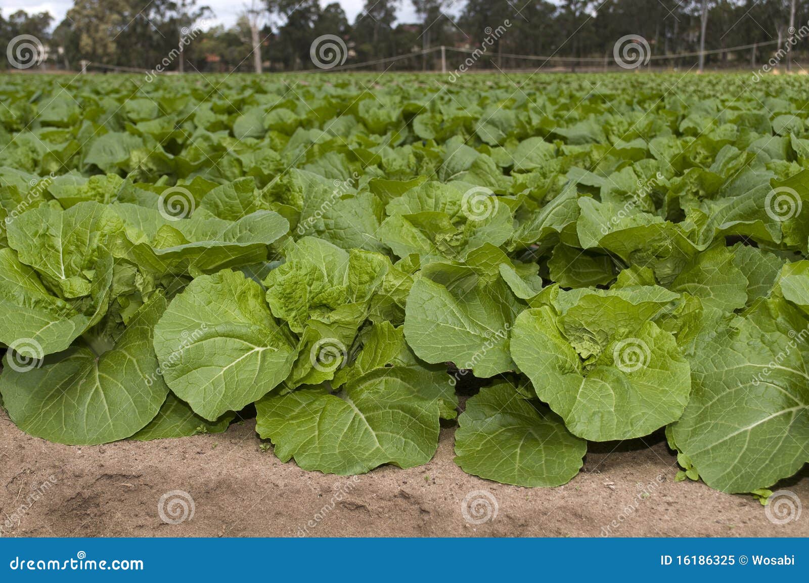 Agriculture and Farms - Leafy Veges Stock Image - Image of food, bunch ...