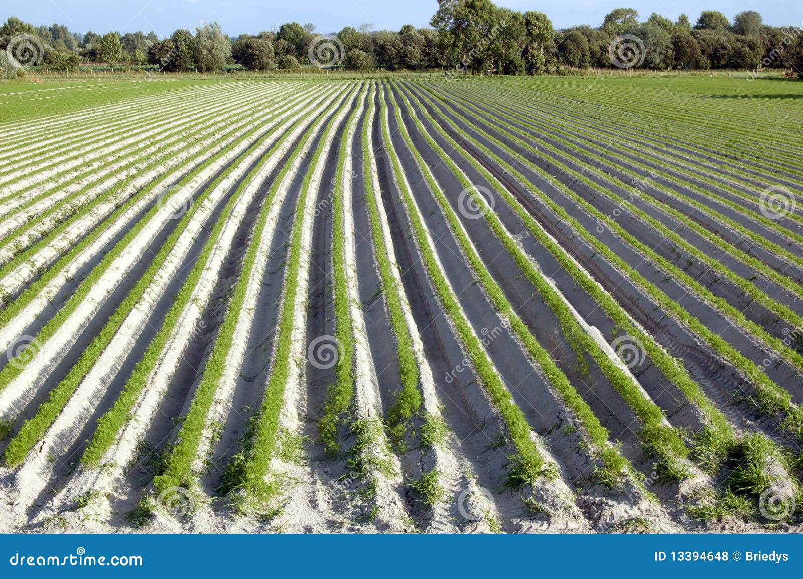 Agriculture field stock photo. Image of grow, growth - 13394648
