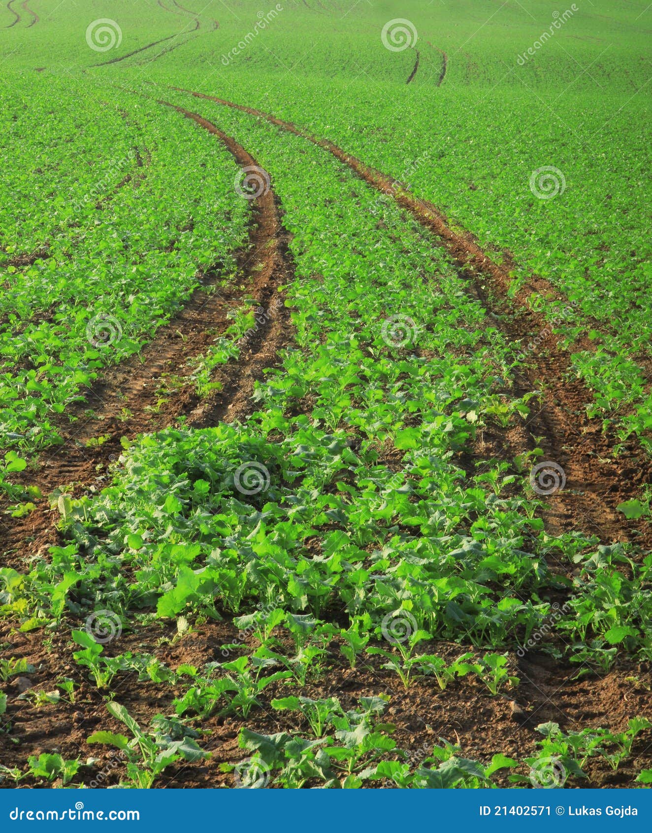Agriculture field stock image. Image of foliage, farmland - 21402571