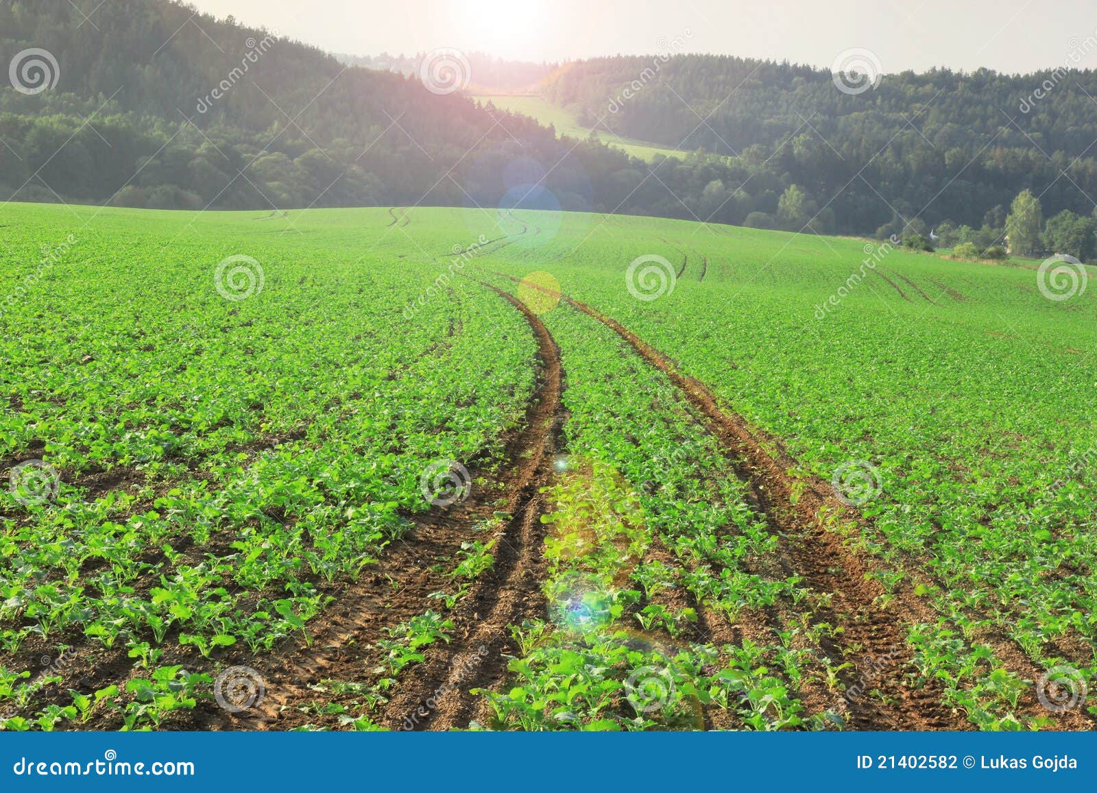 Agriculture field stock photo. Image of foliage, natural - 21402582