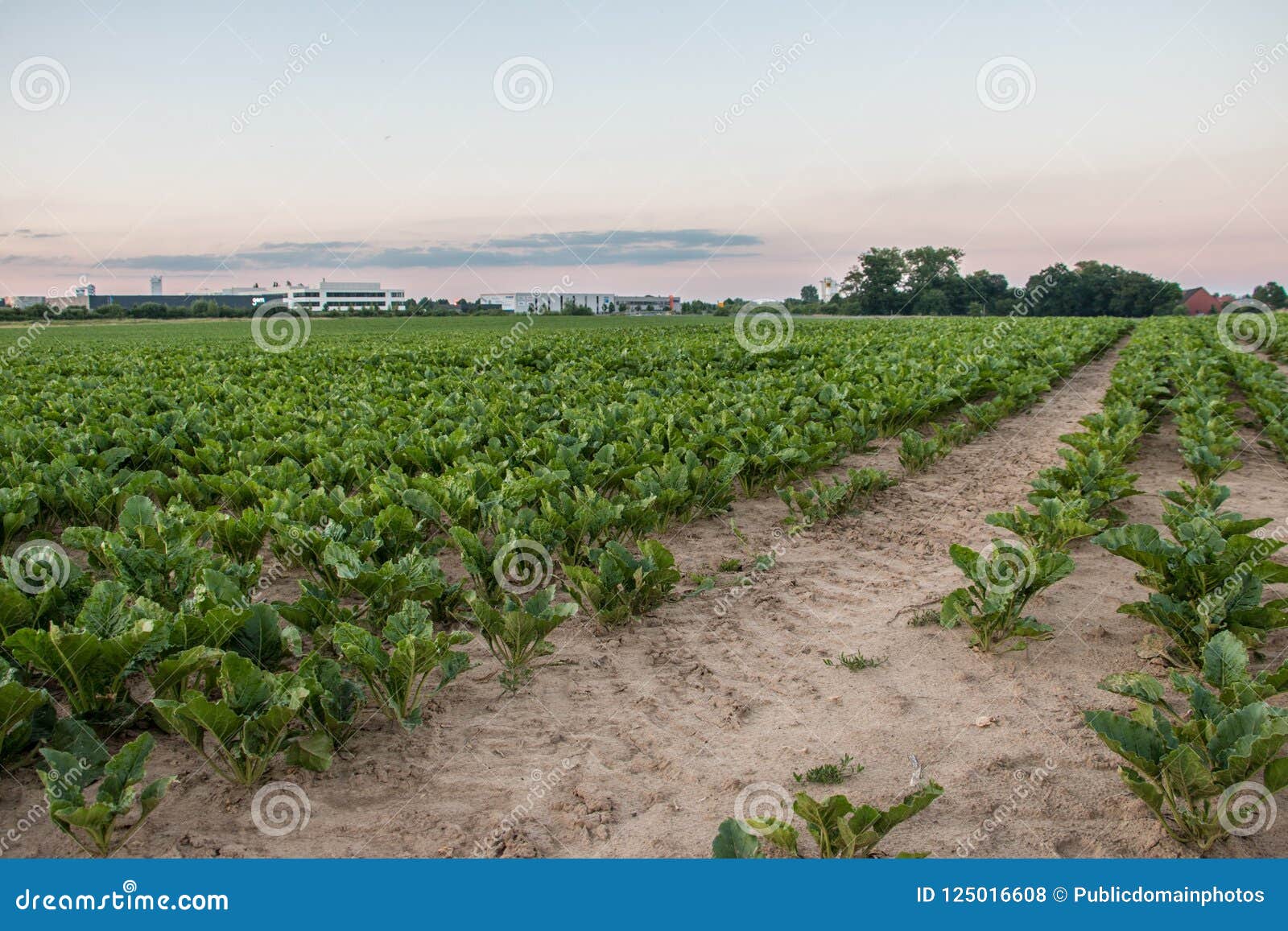 Agriculture, Field, Crop, Farm Picture. Image: 125016608