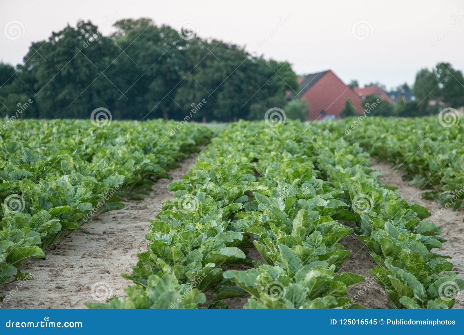 Agriculture, Field, Crop, Leaf Vegetable Picture. Image: 125016545