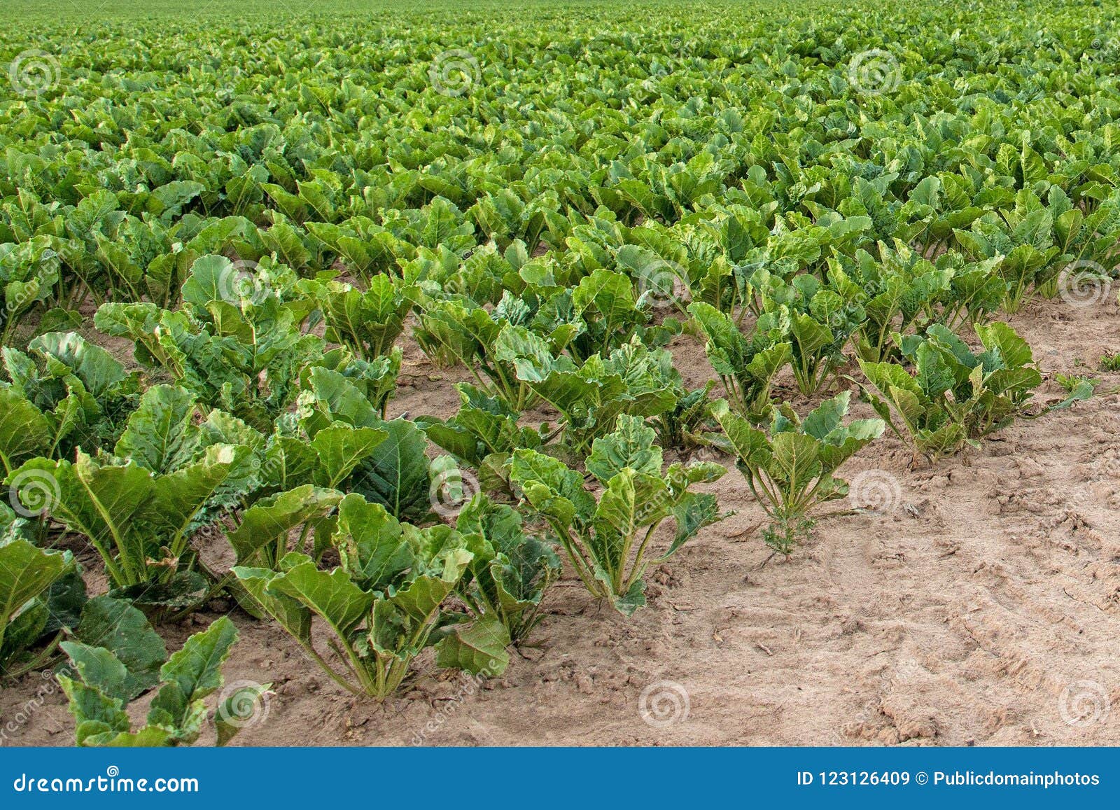 Agriculture, Field, Crop, Plant Picture. Image: 123126409