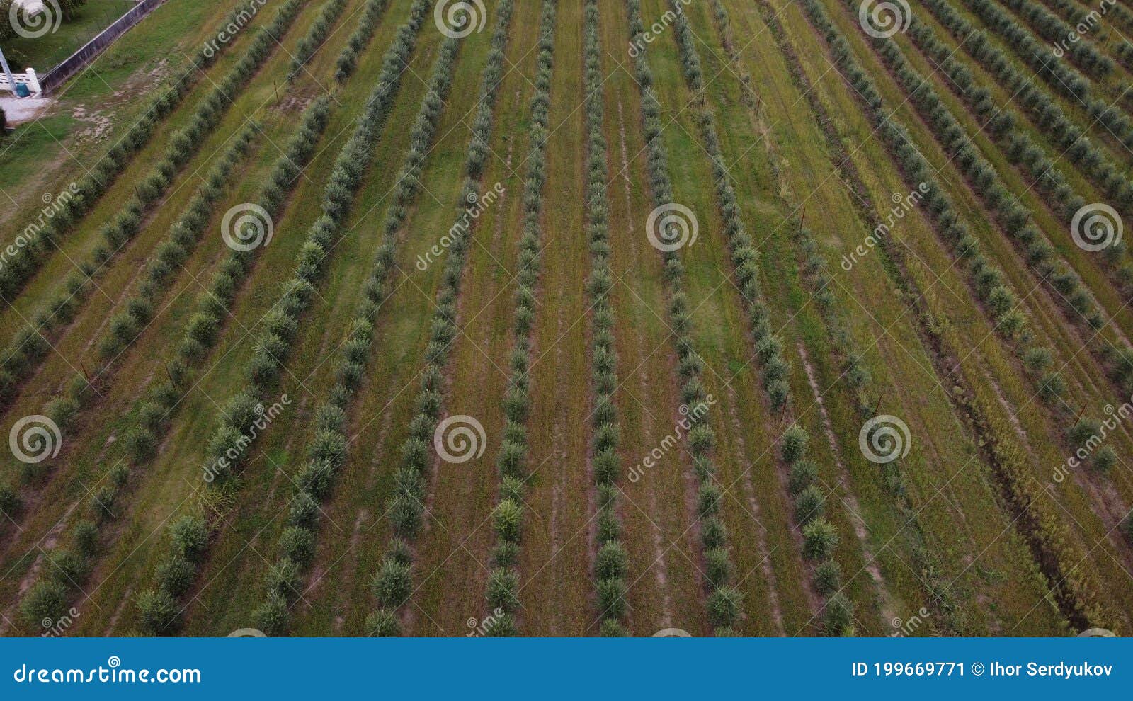 Agriculture, Field Drone View. Aerial View; Soil Rows Stock Image ...