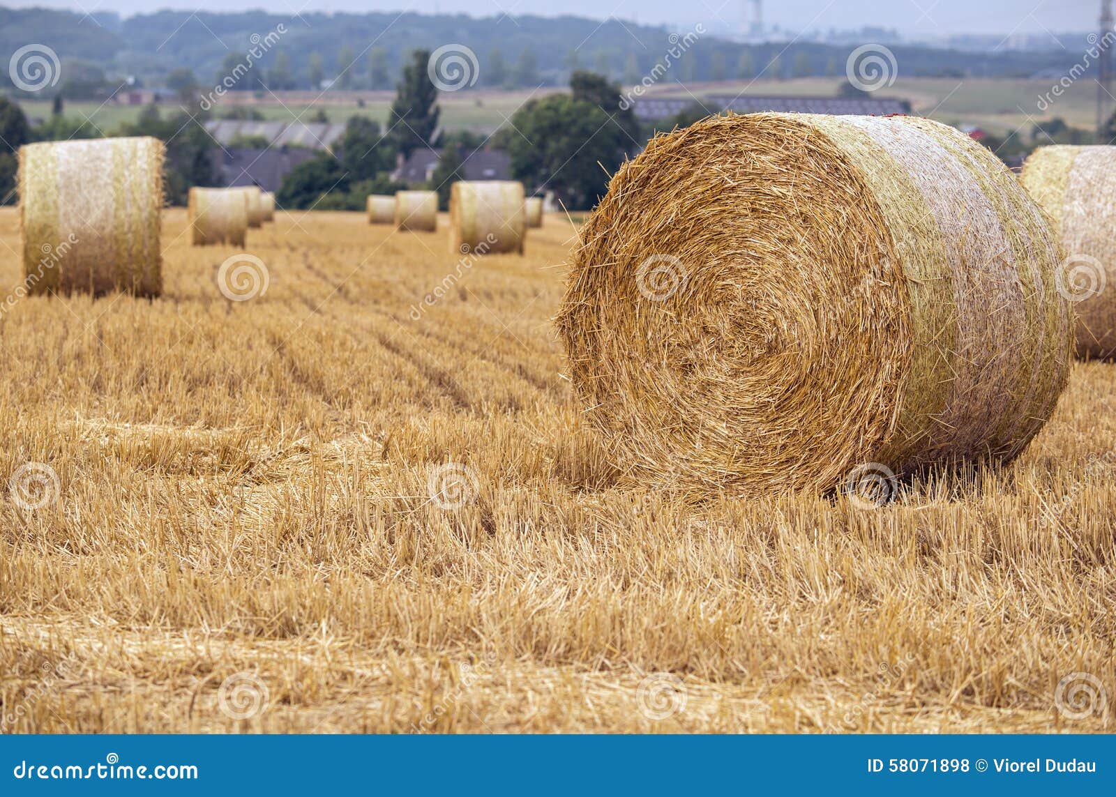 Agriculture Field with Hay Stacks Stock Photo - Image of autumn ...