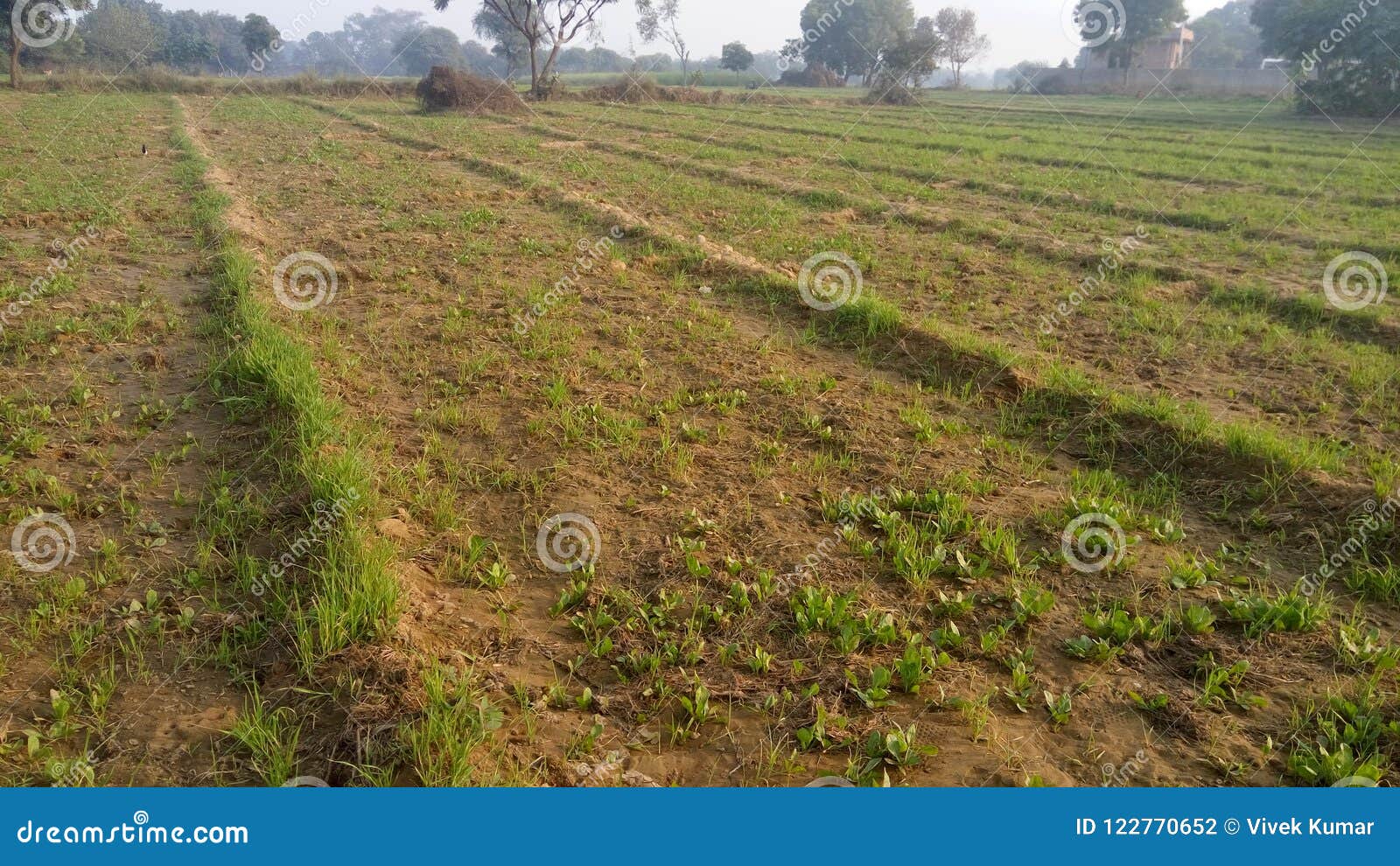 Agriculture Field stock photo. Image of departmentnnagriculture - 122770652
