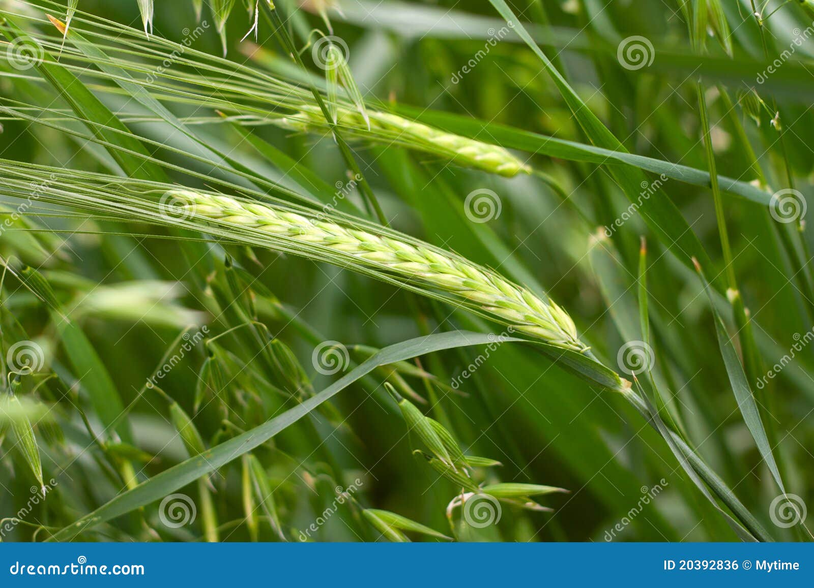 Agriculture Field with Rye Corn Stock Photo - Image of texture, farming ...