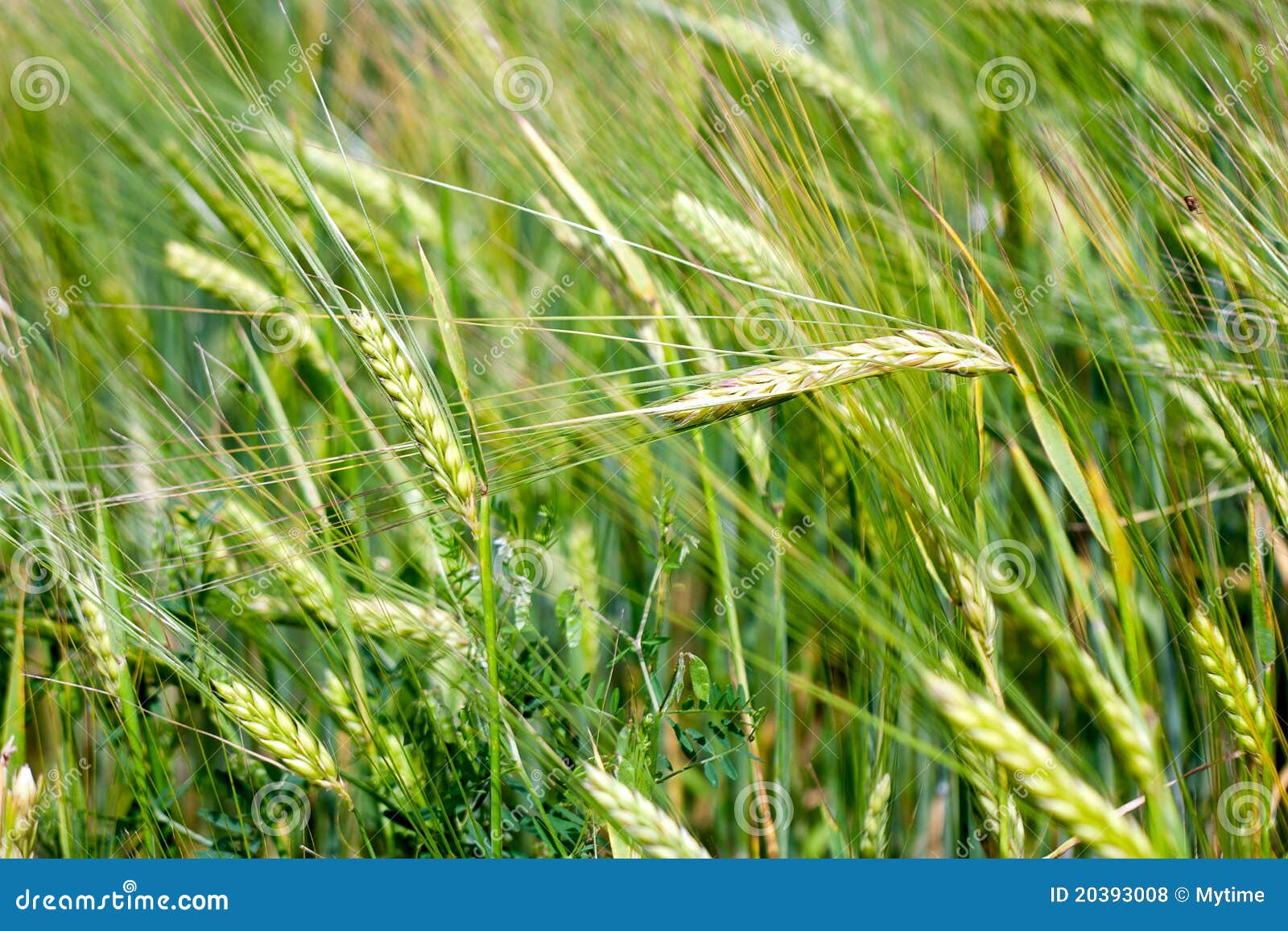 Agriculture Field with Rye Corn Stock Photo - Image of seed, nature ...