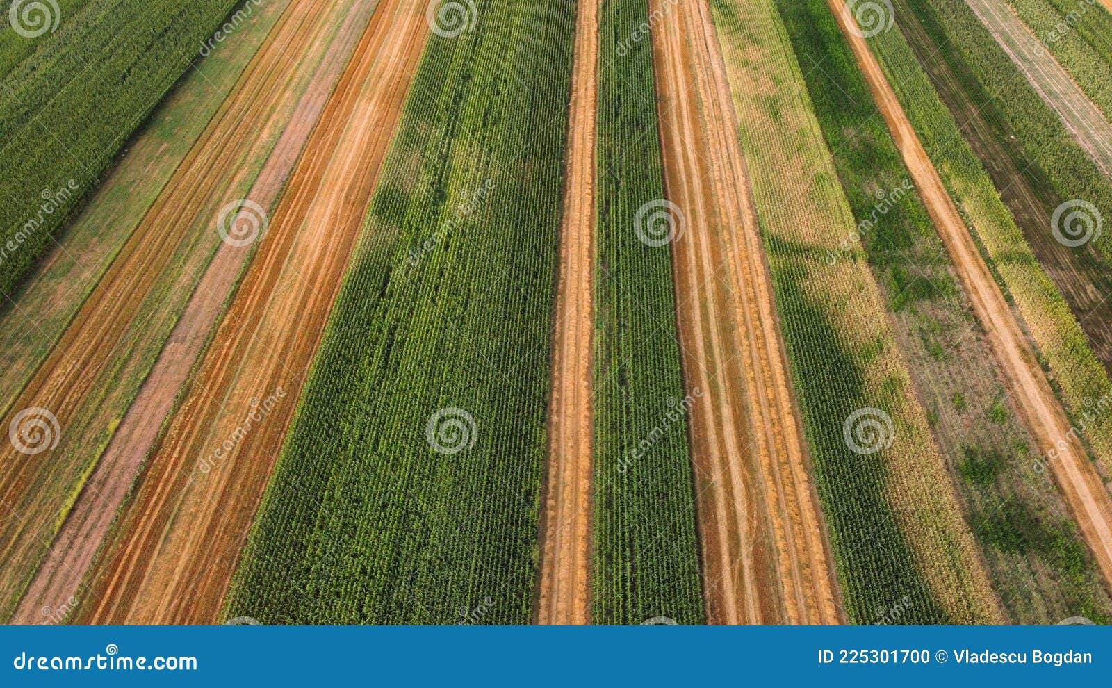 Agriculture Field Texture Aerial View Stock Photo - Image of ...