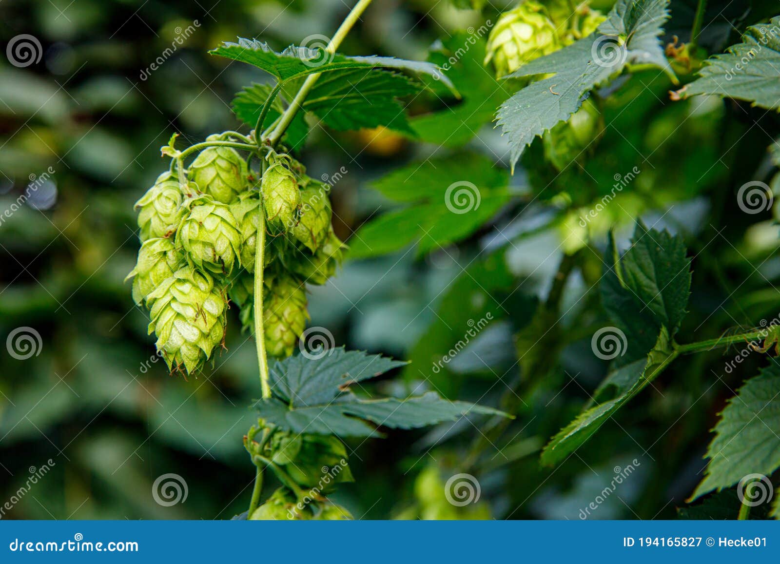The Agriculture of Fresh Hops Stock Image - Image of foliage, spring ...