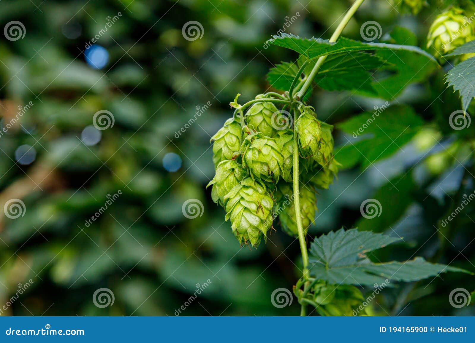 The Agriculture of Fresh Hops Stock Photo - Image of garden ...