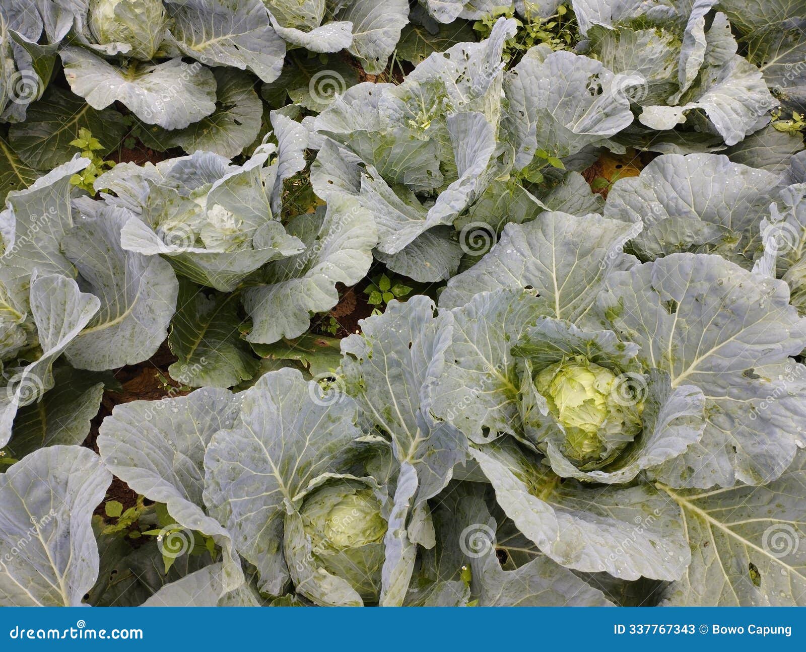 Agriculture Fruit Cabbage Farmer Stock Image - Image of view, fruit ...