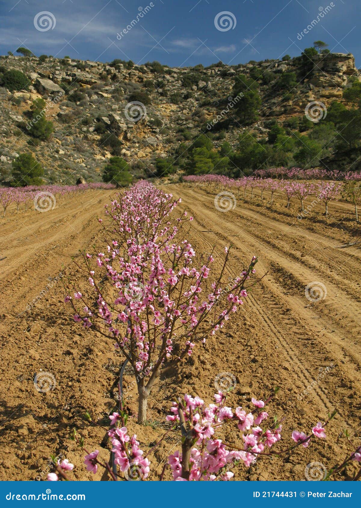 Agriculture fruit grove stock image. Image of leaf, landscape - 21744431