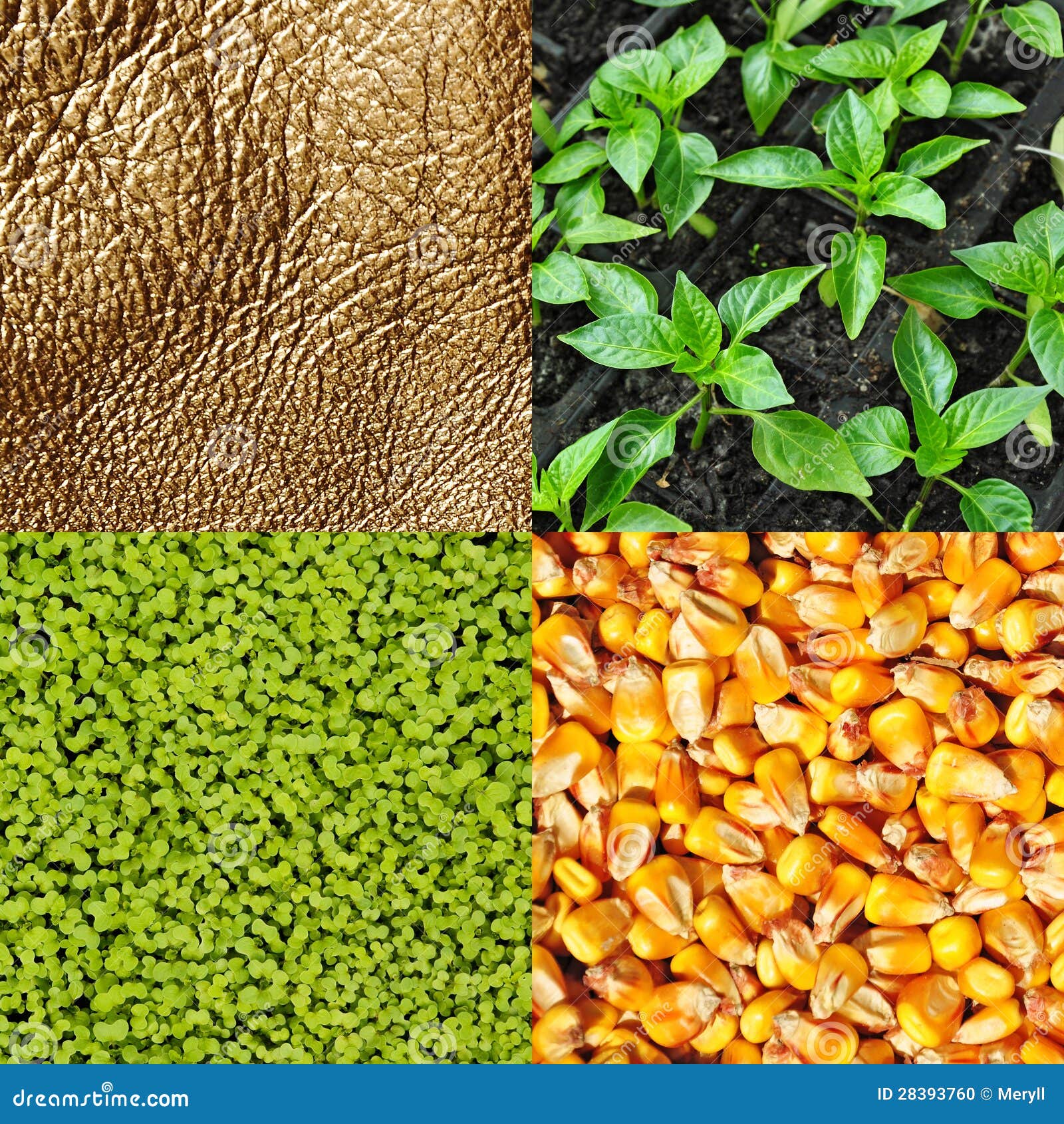 Agriculture is Gold, Commodity Stock Photo - Image of background ...