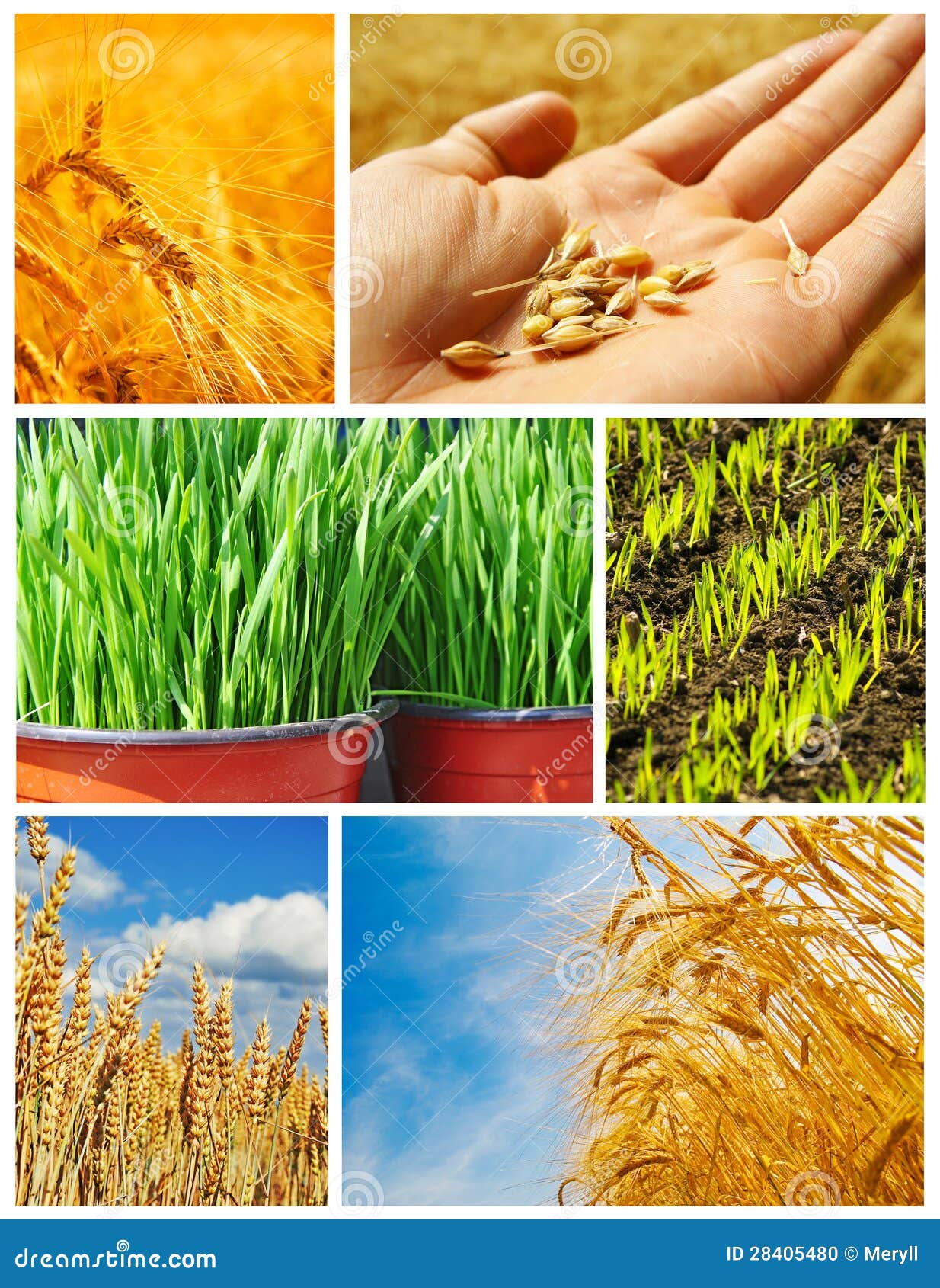 Agriculture Grain, Food Production Stock Photo - Image of hand ...