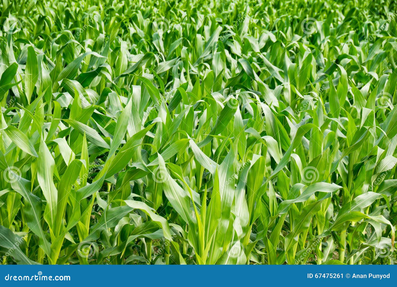 Agriculture - Green Corn Tree on Farm Stock Image - Image of outdoor ...