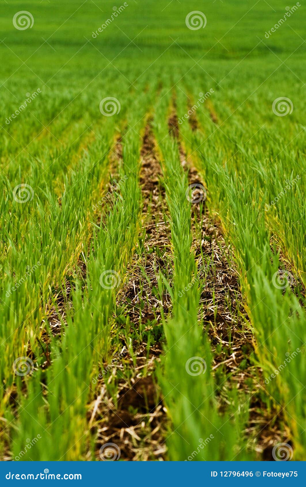 Agriculture Green Crop Rows Stock Photo - Image of line, countryside ...