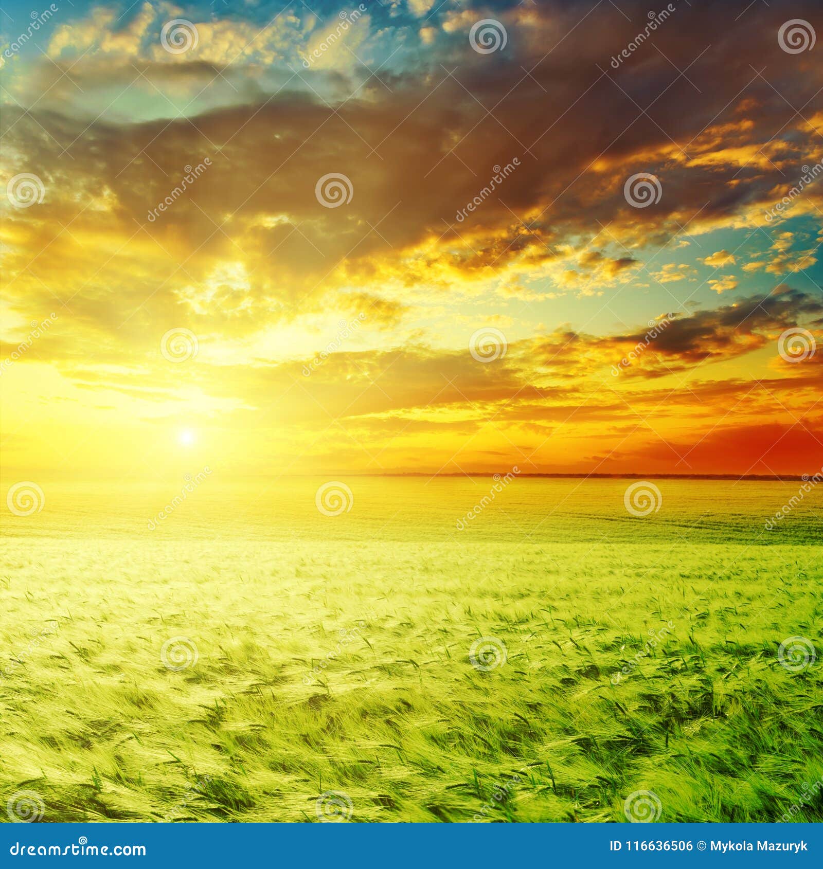 Agriculture Green Grass Field and Orange Sunset Stock Photo - Image of ...