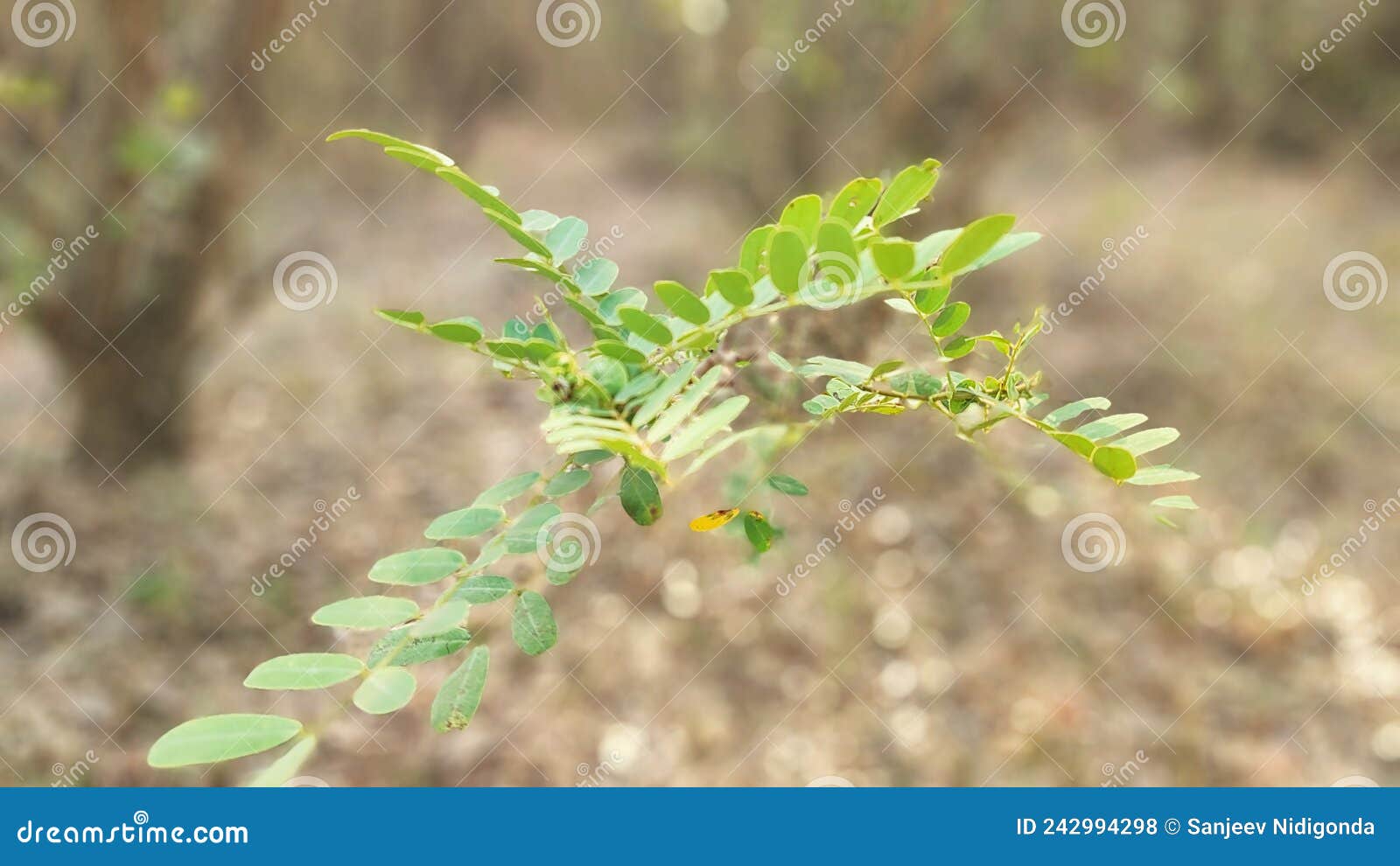 Agriculture Green Leef in Mountain Stock Photo - Image of mountain ...
