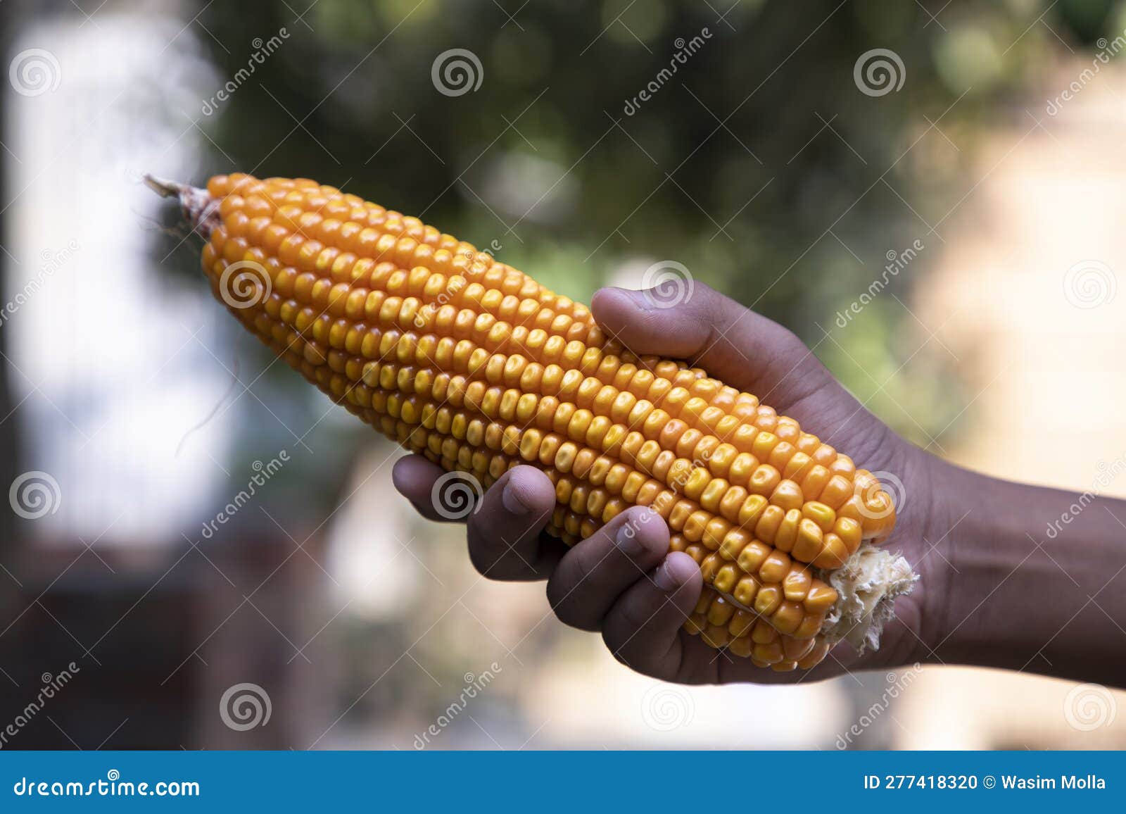 Agriculture Harvest Corn Hand Holding with the Blurry Background Stock ...