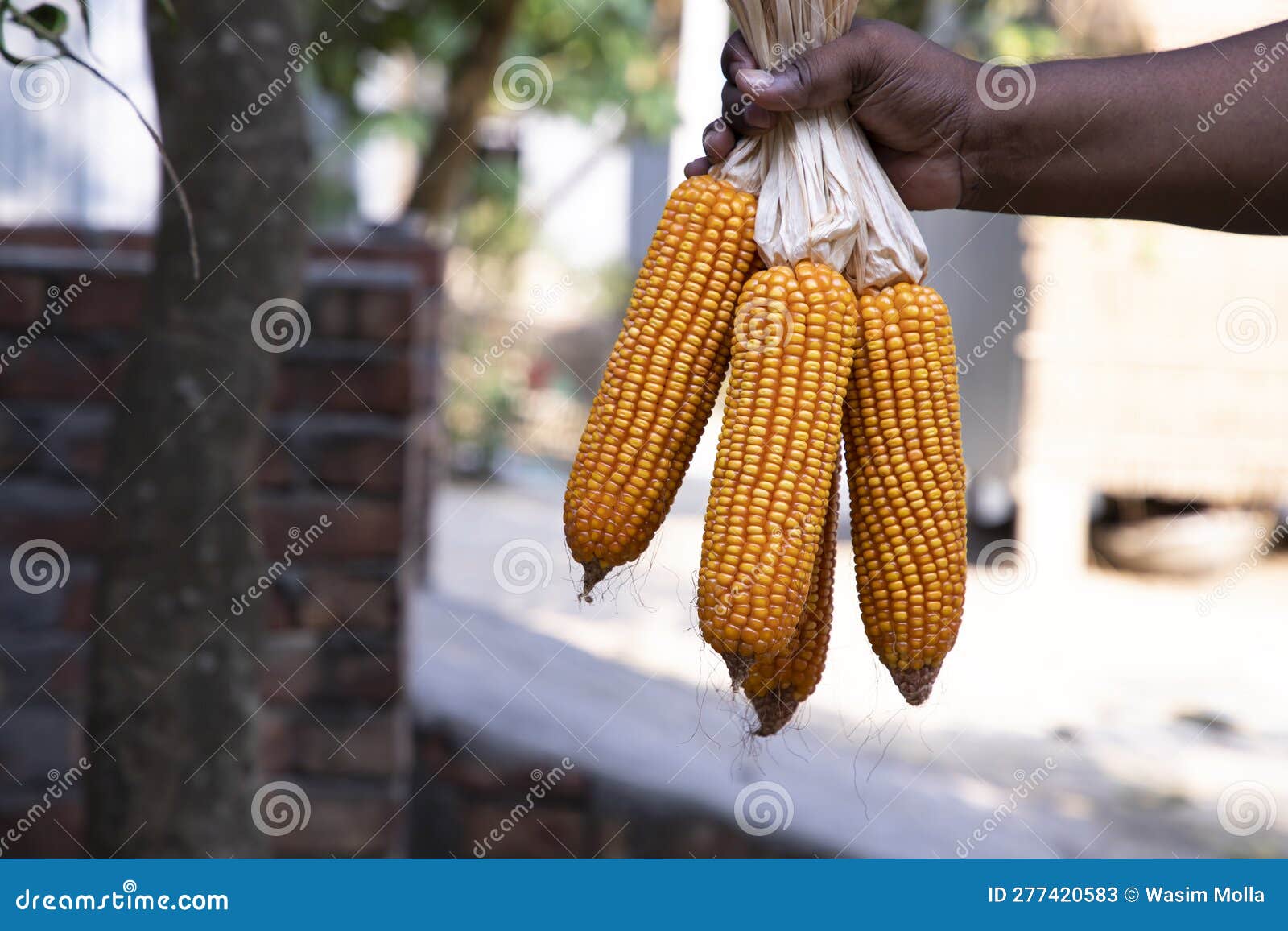 Agriculture Harvest Corn Hand Holding with the Blurry Background Stock ...