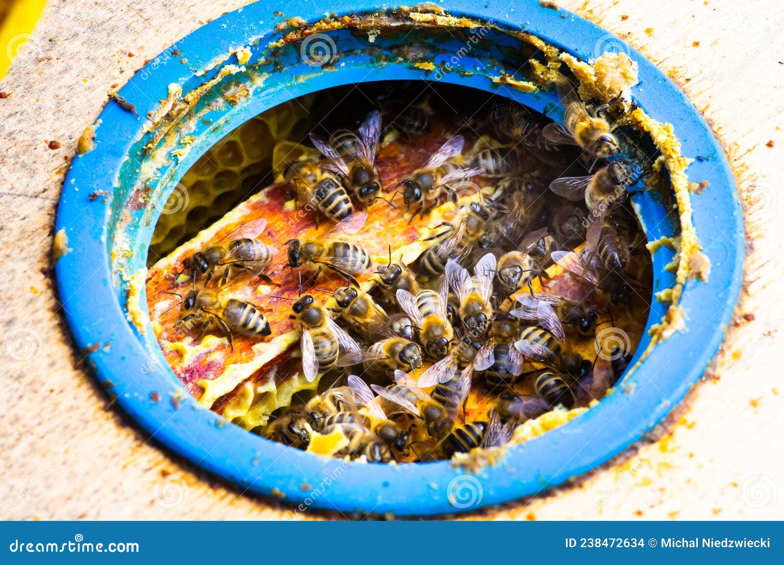 Agriculture Honey Bees Colony Stock Photo - Image of colony, honeycomb ...