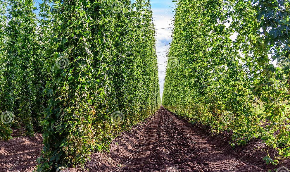 Agriculture - Hops stock image. Image of grow, beer, golden - 95577621
