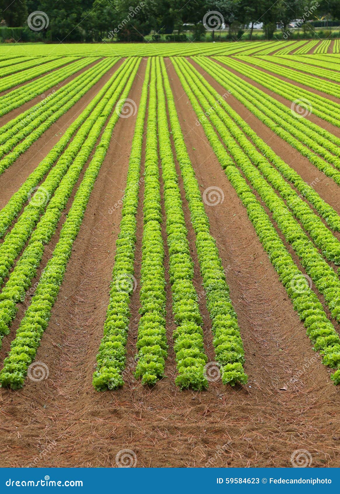 Agriculture: Huge Field of Green Lettuce Stock Image - Image of ...