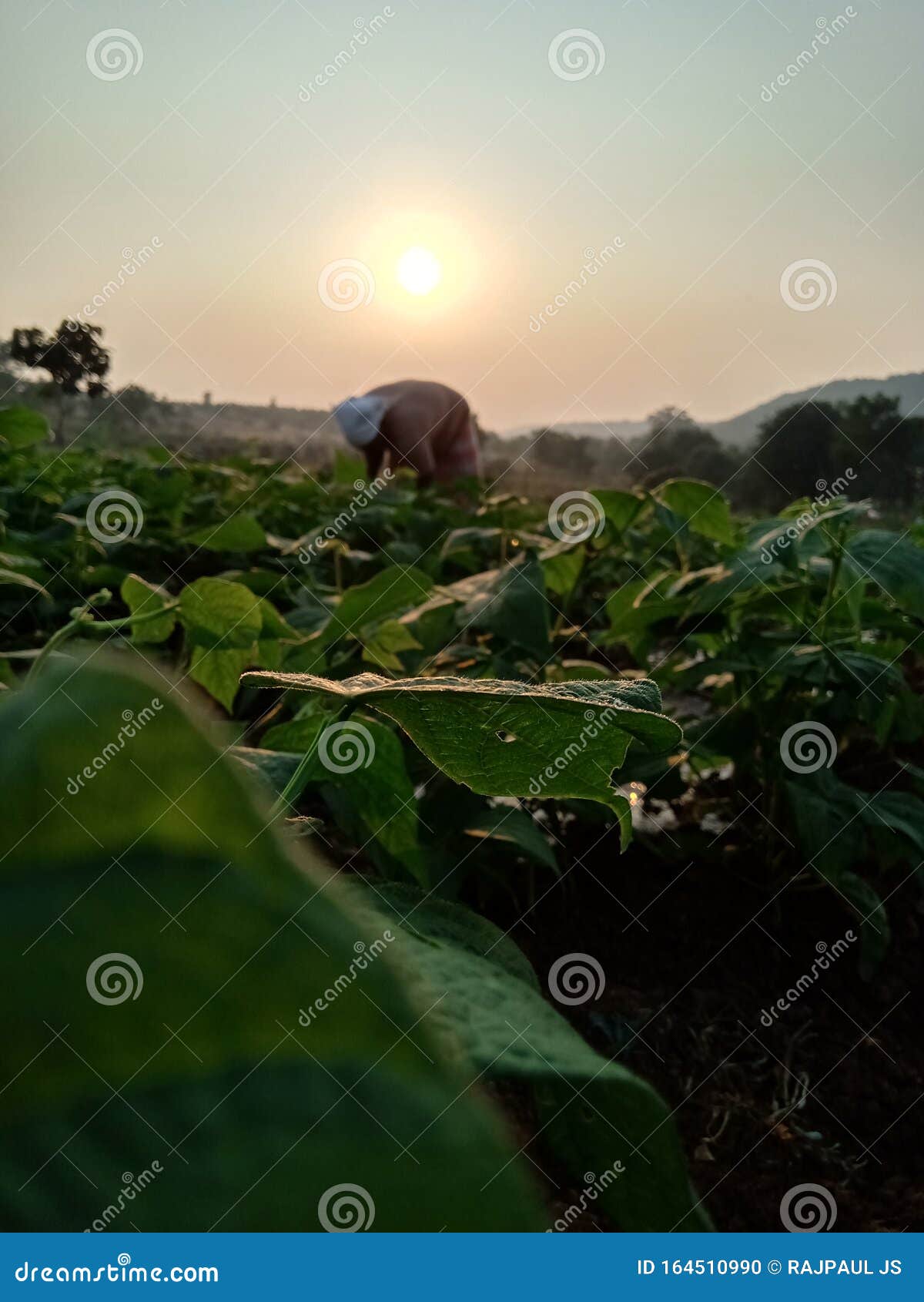 Agriculture editorial image. Image of safe, ground, agriculture - 164510990