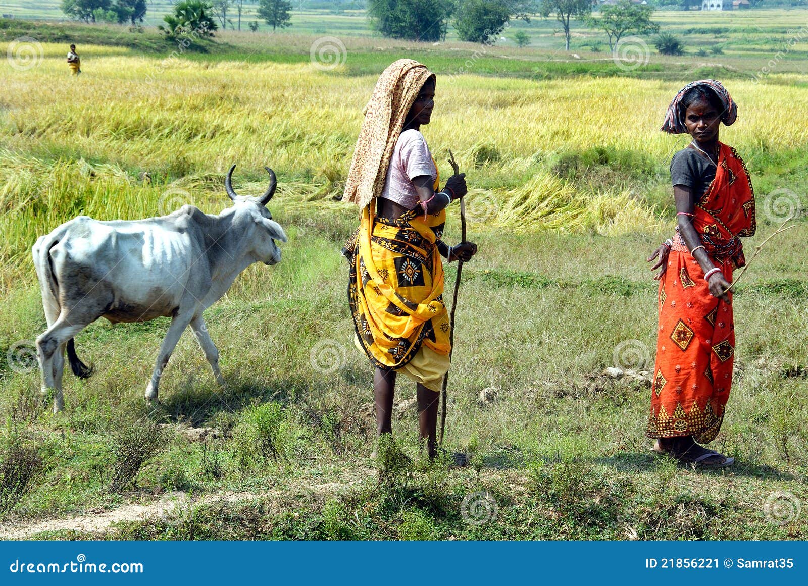 Agriculture in India editorial photo. Image of remote - 21856221