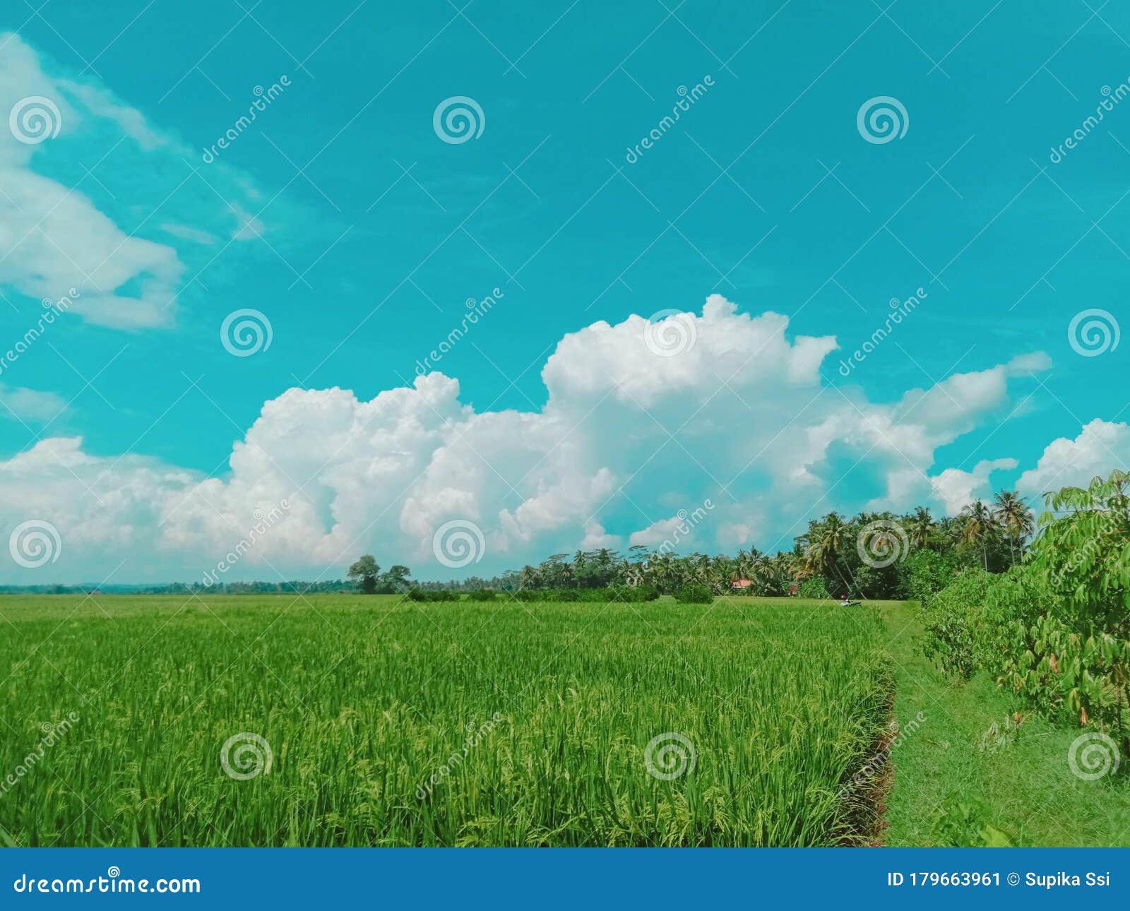 Agriculture in indonesia stock image. Image of meadow - 179663961