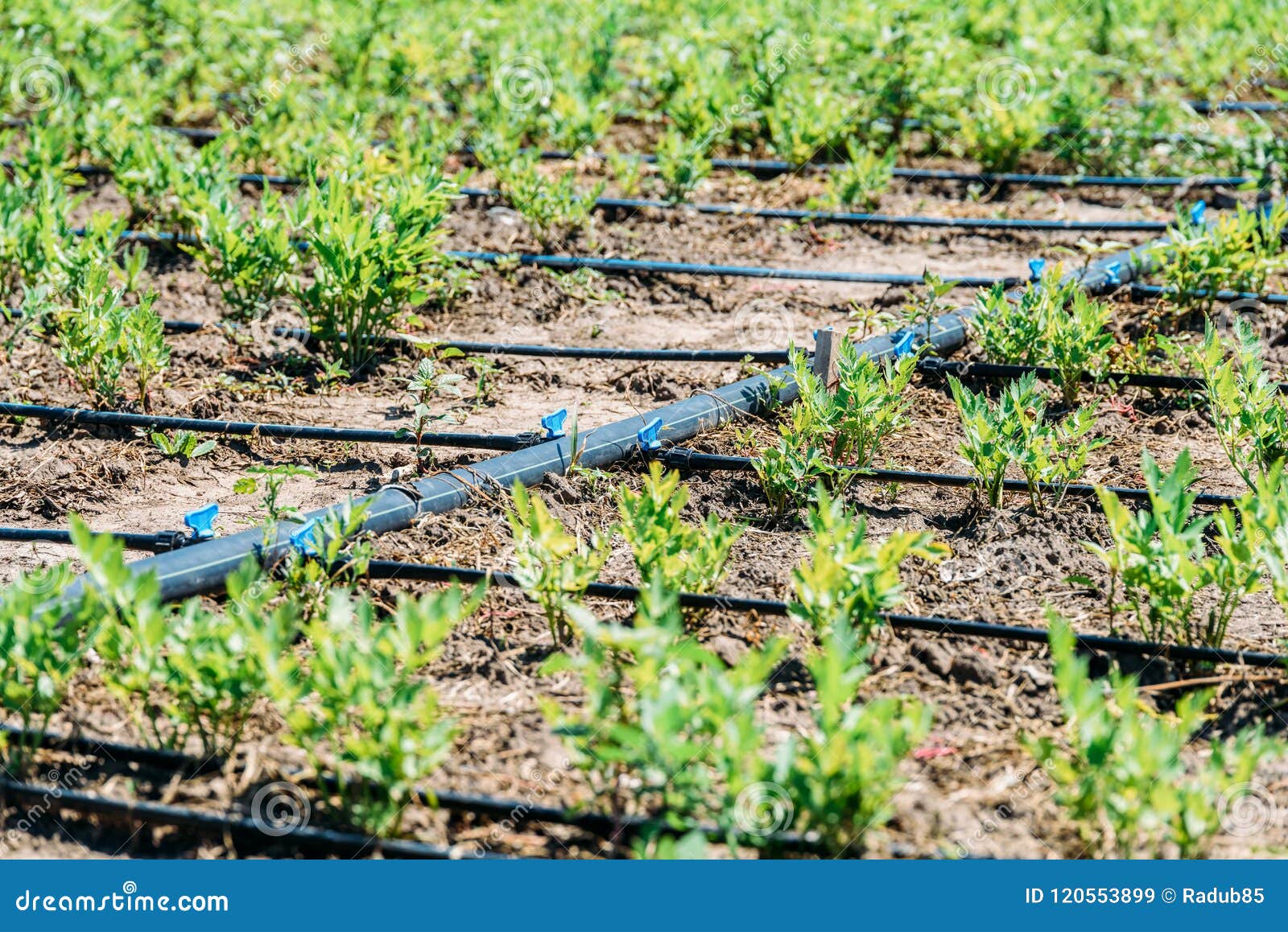 Agriculture Irrigation System on Vegetable Field Stock Image - Image of ...