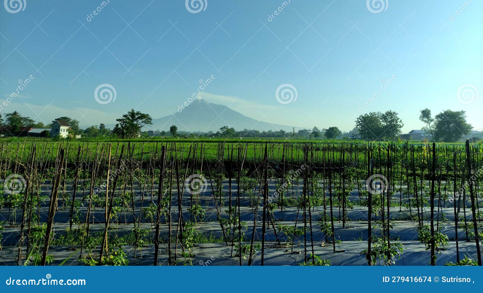 Agriculture in Java, on the Slopes of Mount Merapi Stock Photo - Image ...