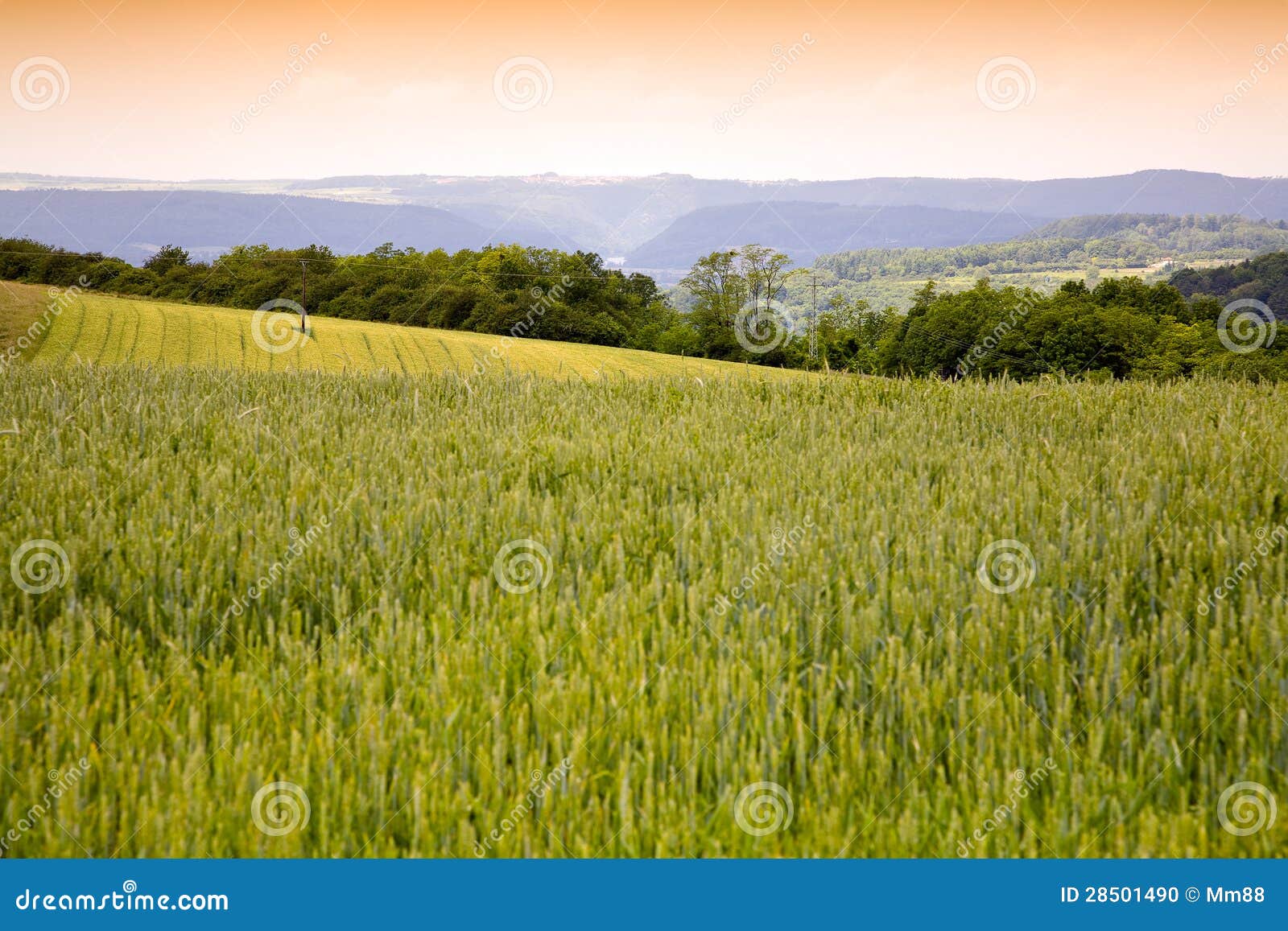 Agriculture Landscape stock photo. Image of landscape - 28501490
