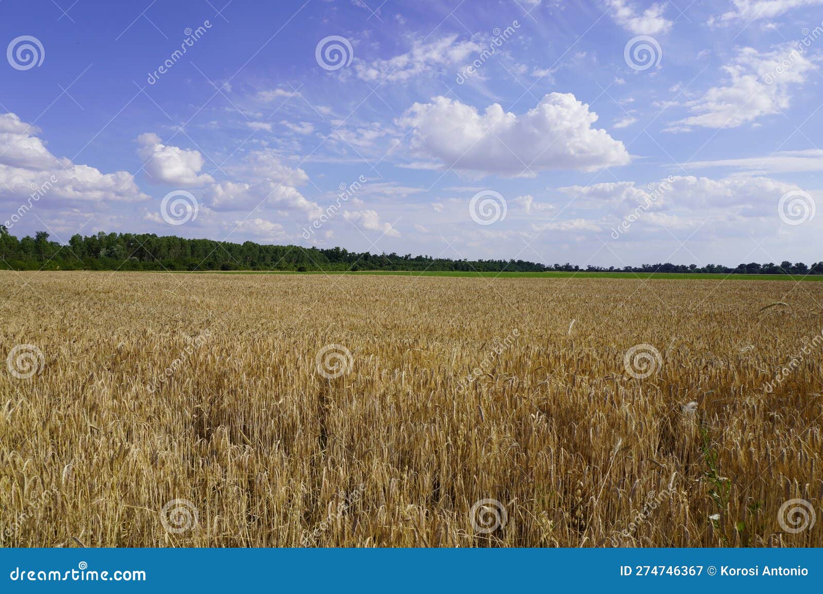 Agriculture Landscape Field Ripe Wheat Stock Image - Image of farm ...