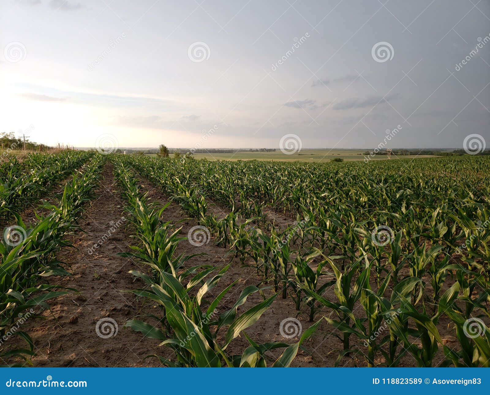 Nebraska cornfield stock image. Image of cornfield, rows - 118823589