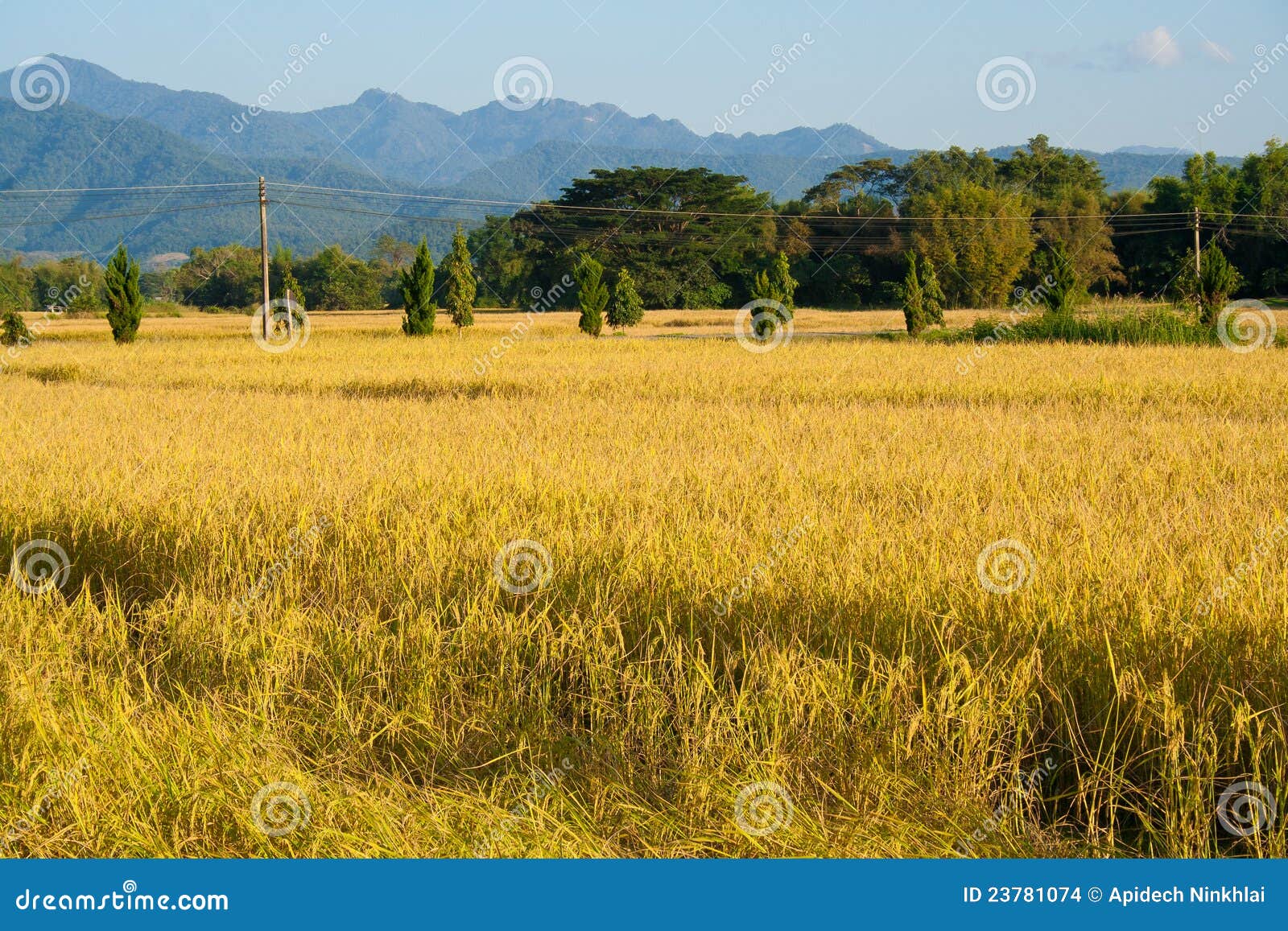 Agriculture Landscape View of Rice Field Stock Photo - Image of forest ...