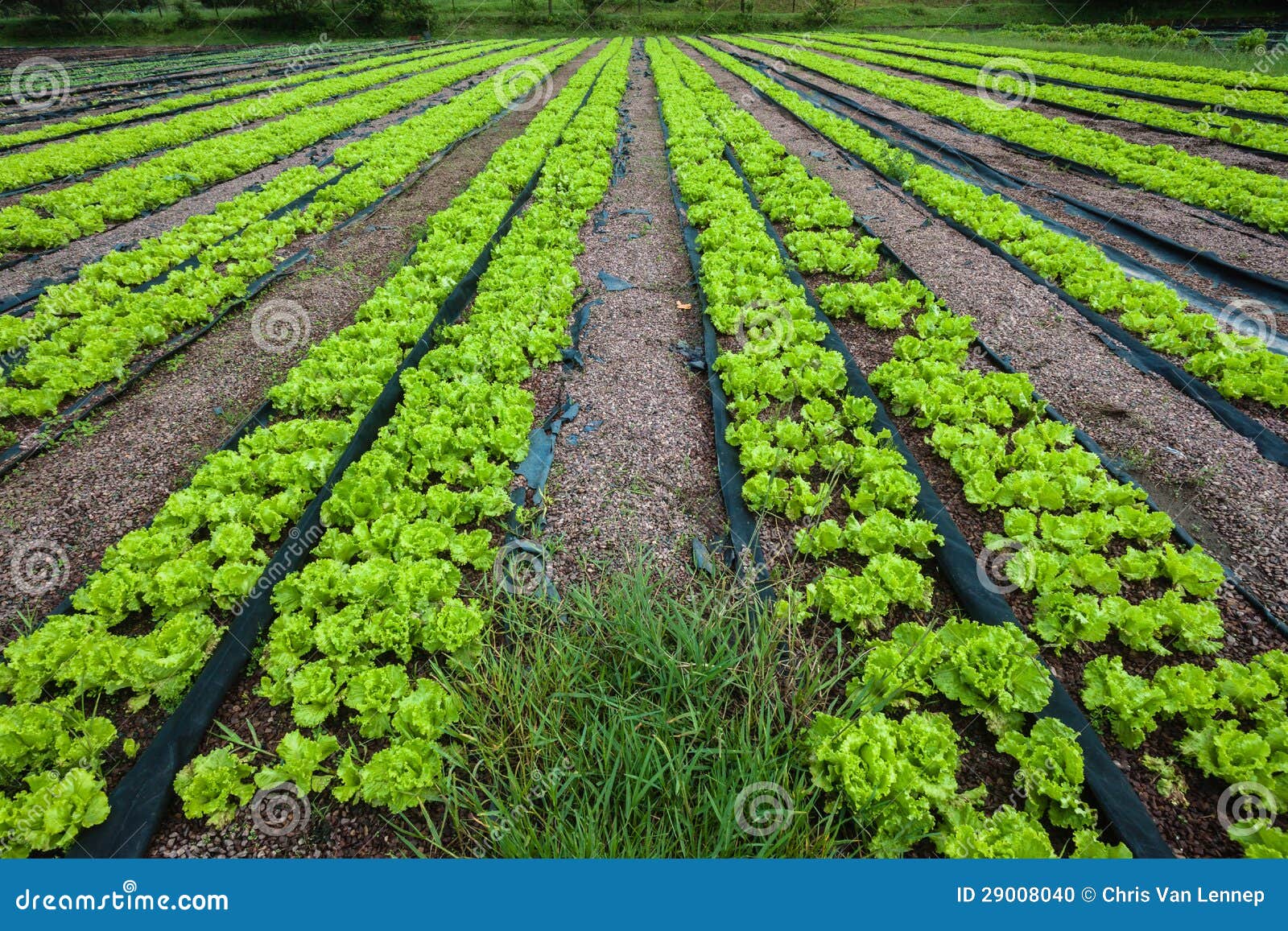 Agriculture Lettuce Crop stock photo. Image of food, vegetables - 29008040