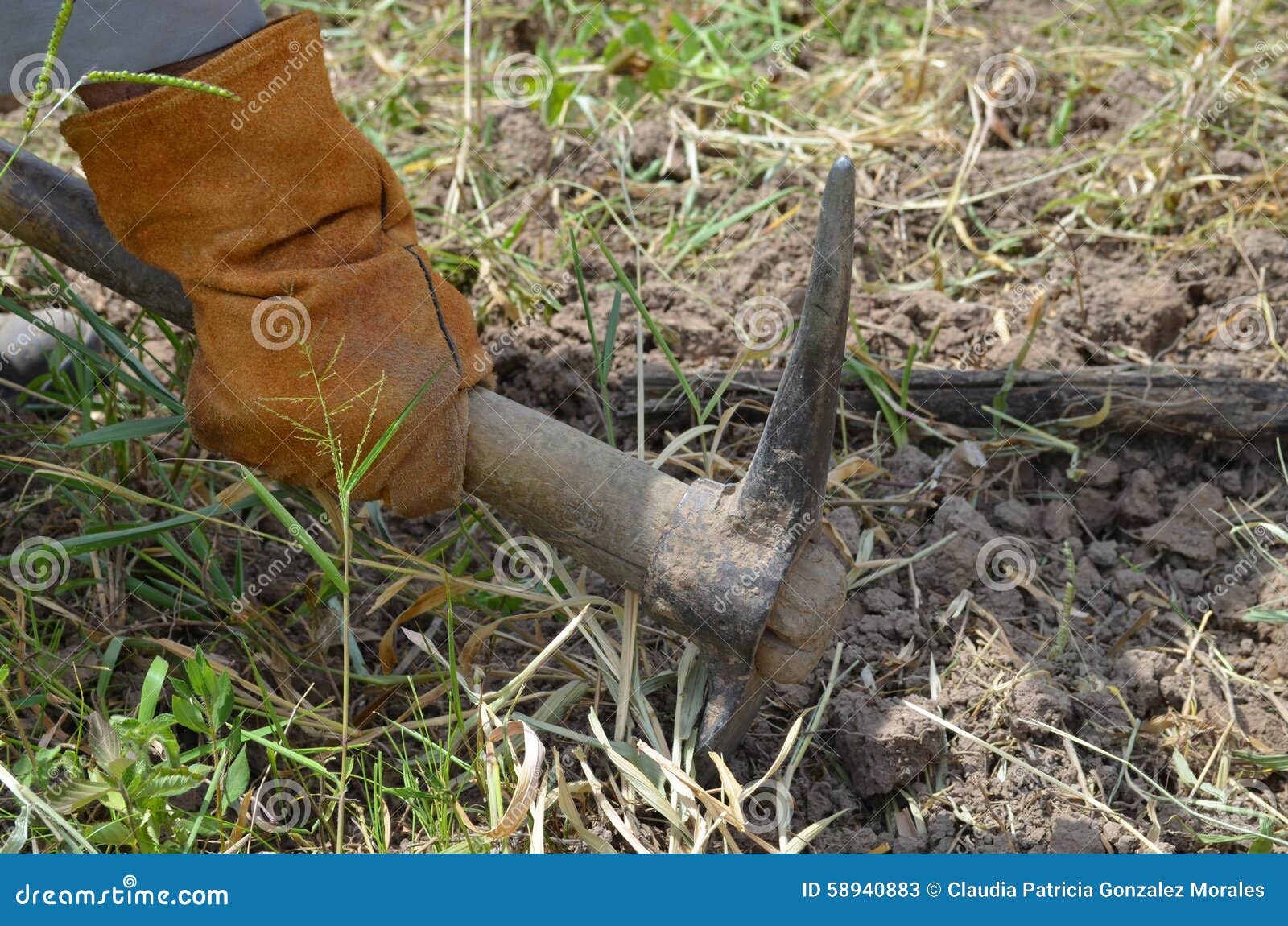 Agriculture stock image. Image of land, worker, grow - 58940883