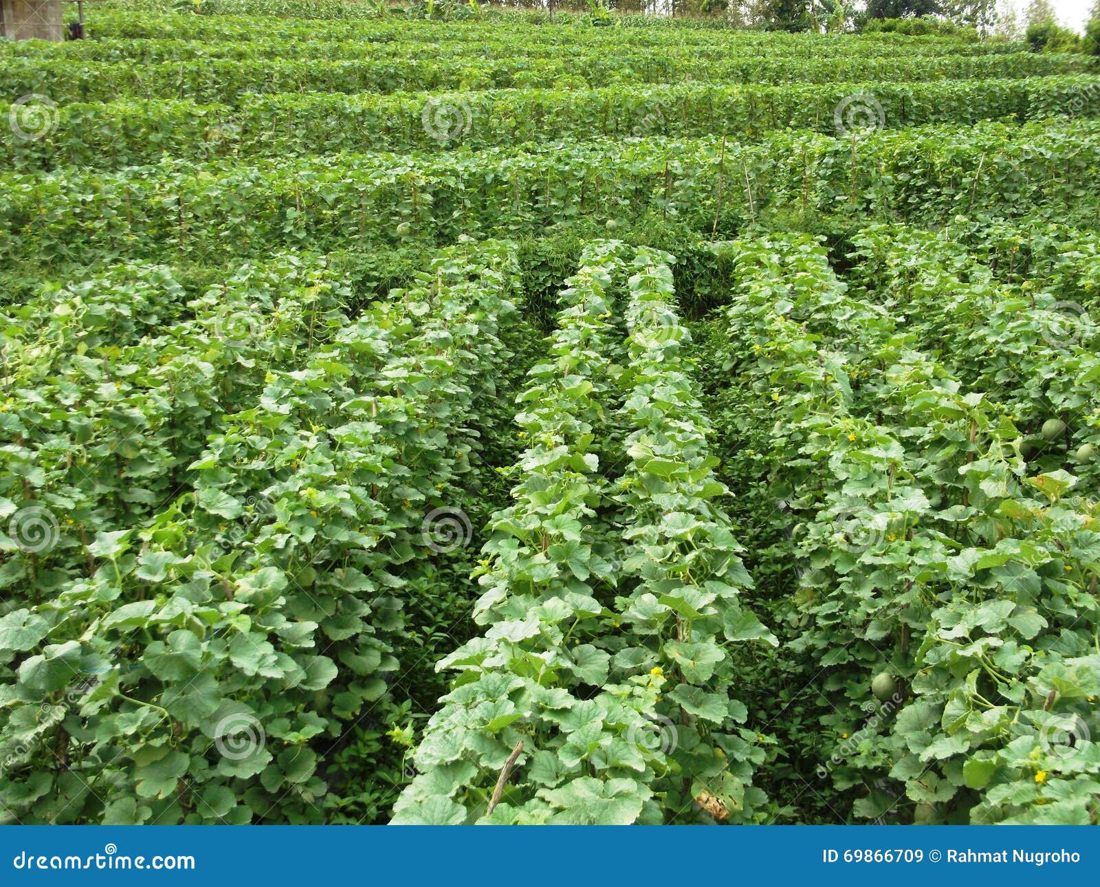 Agriculture melon field stock image. Image of healthy - 69866709